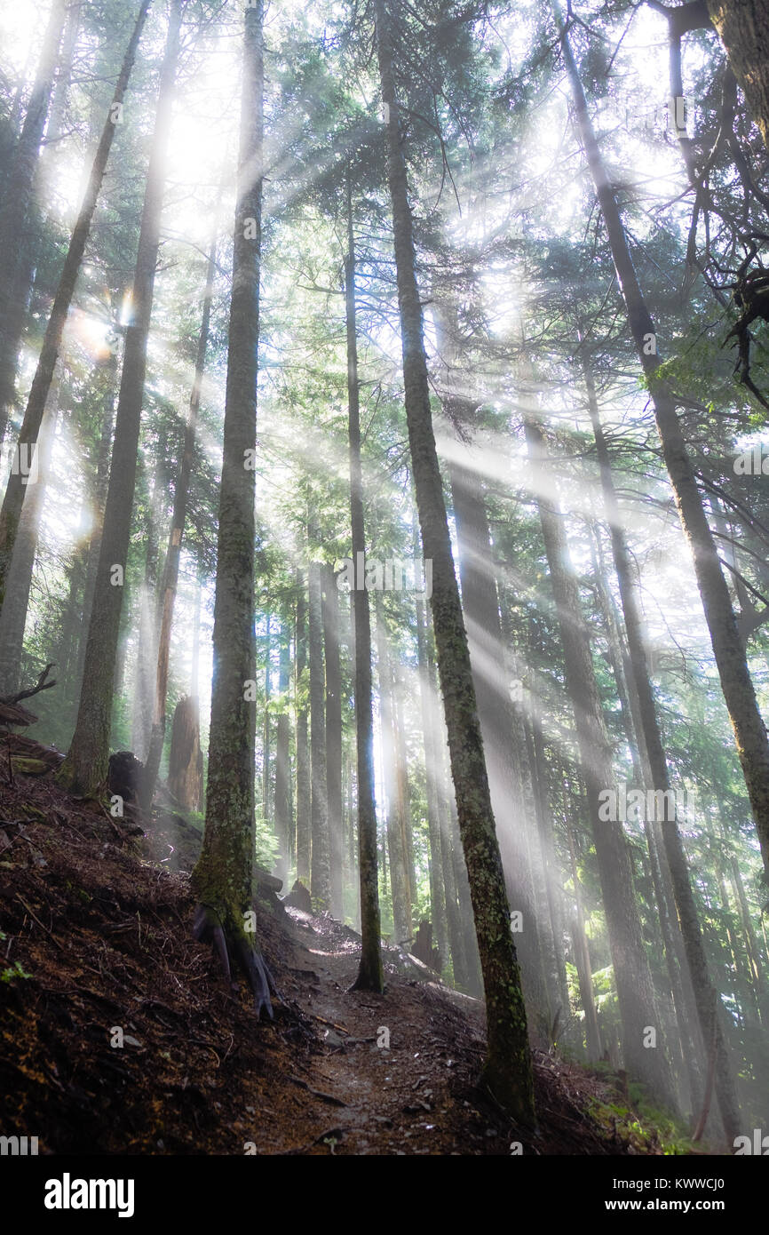 Tree forest beams god rays hi-res stock photography and images - Alamy