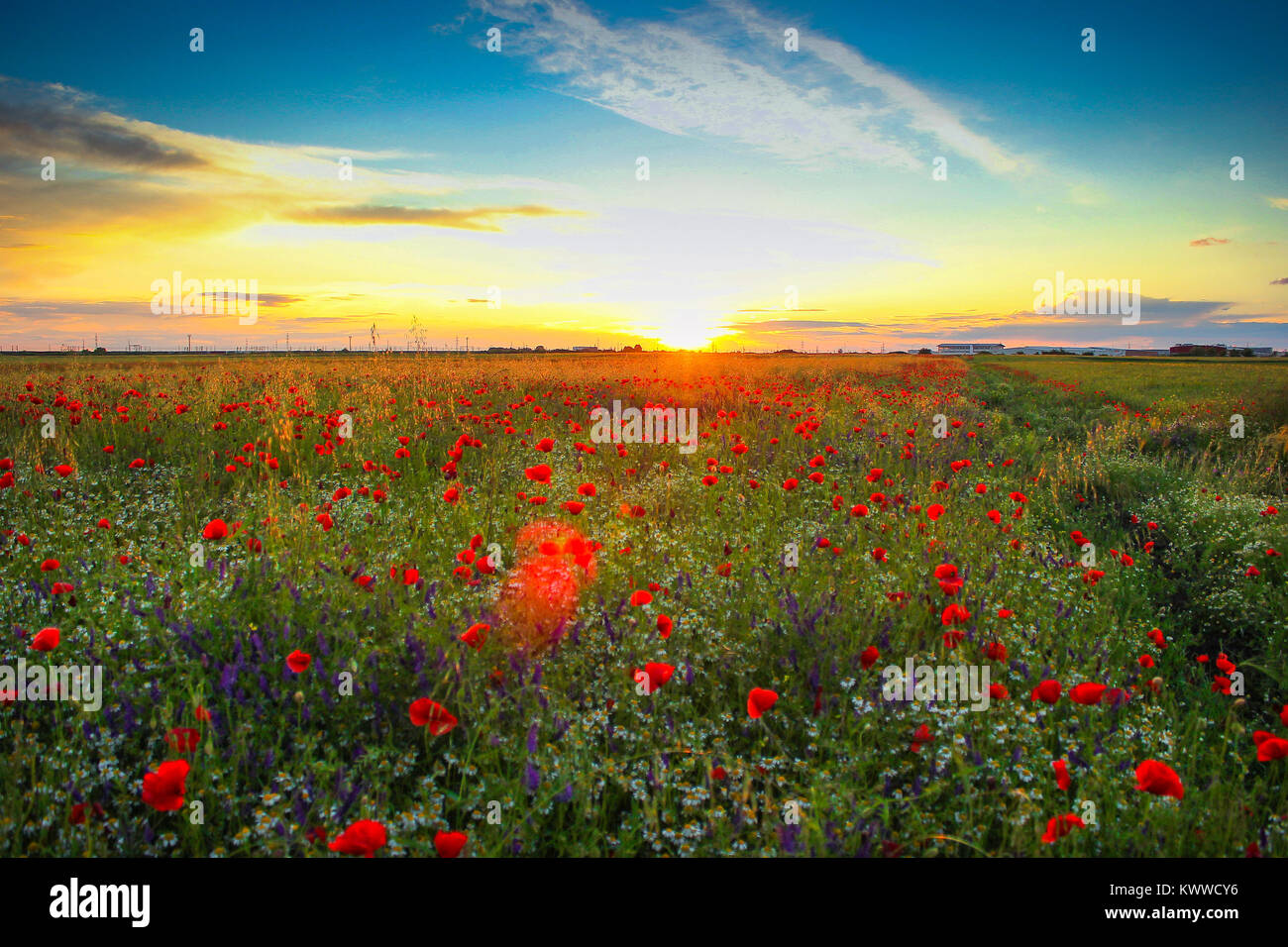 Poppy field with beautiful sunset background Stock Photo - Alamy