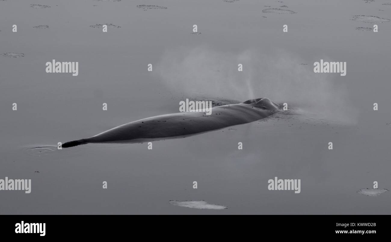 Whales underwater antartica hi-res stock photography and images - Alamy