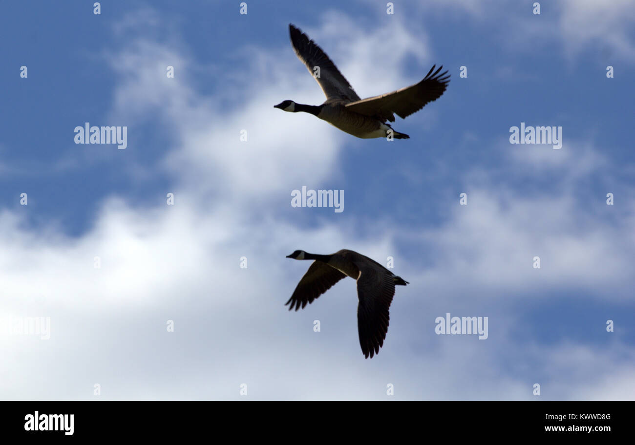 Two gees flying hi-res stock photography and images - Alamy