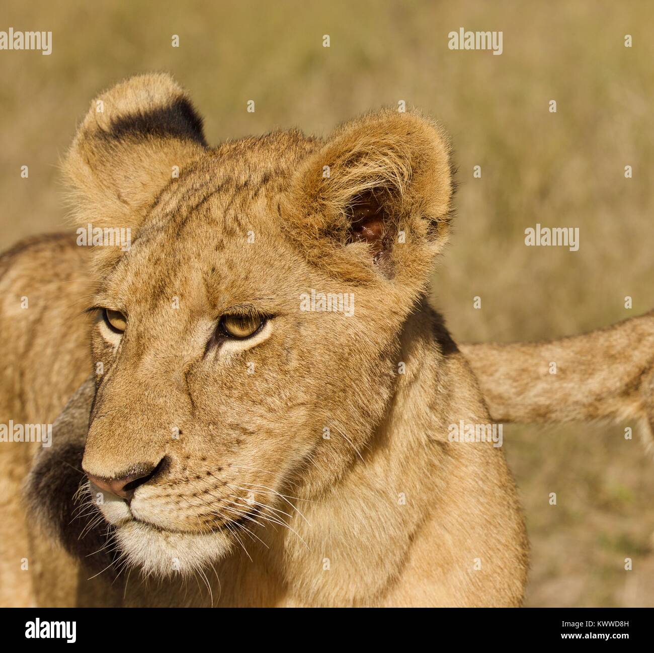 King killing lion hi-res stock photography and images - Alamy