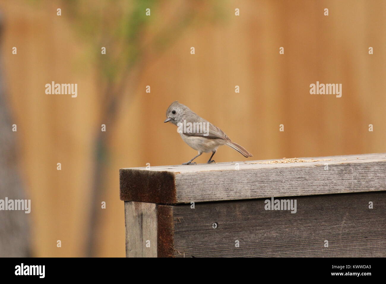 little brown bird Stock Photo - Alamy