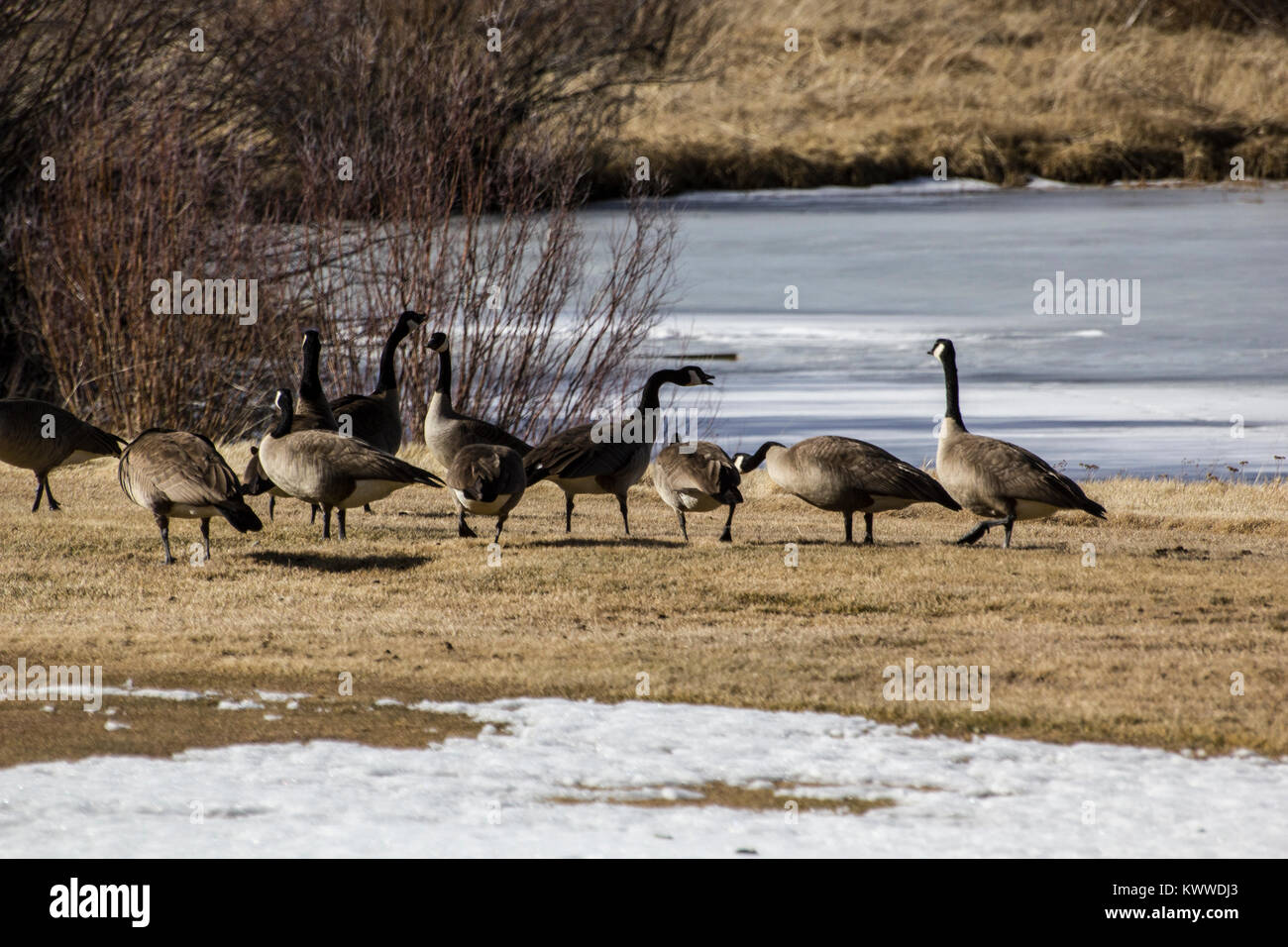 Swiming geese hi-res stock photography and images - Alamy