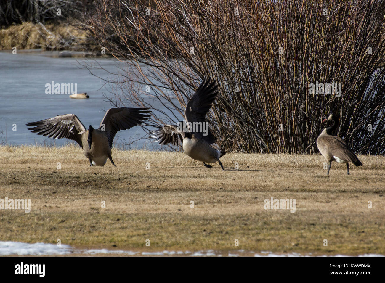 Canadian gees hi-res stock photography and images - Alamy