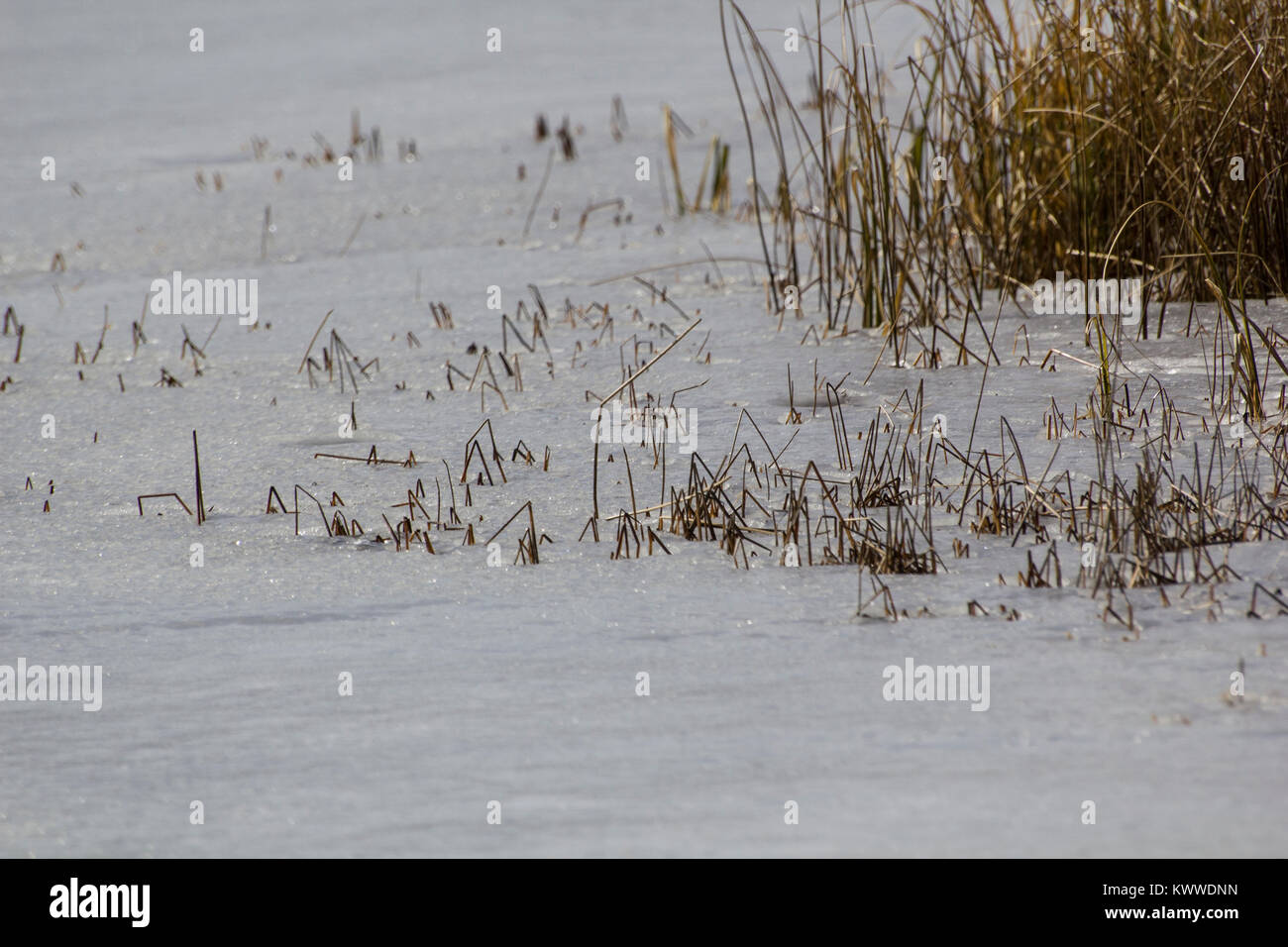 Frozen over pond Stock Photo - Alamy