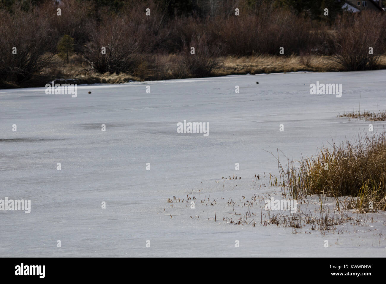 Frozen over pond Stock Photo - Alamy