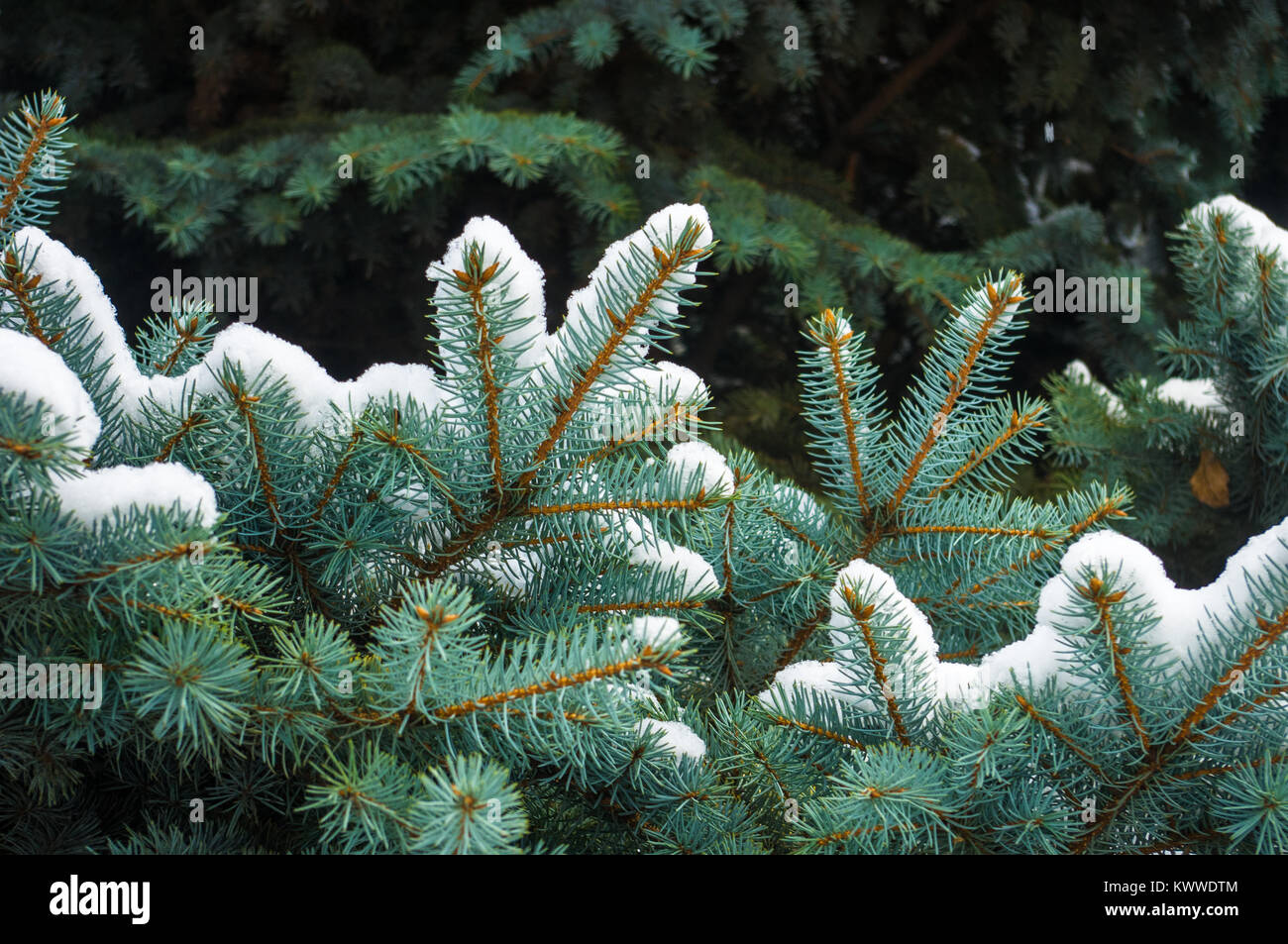 Green fluffy fir tree branch in the snow, Christmas wallpaper concept ...