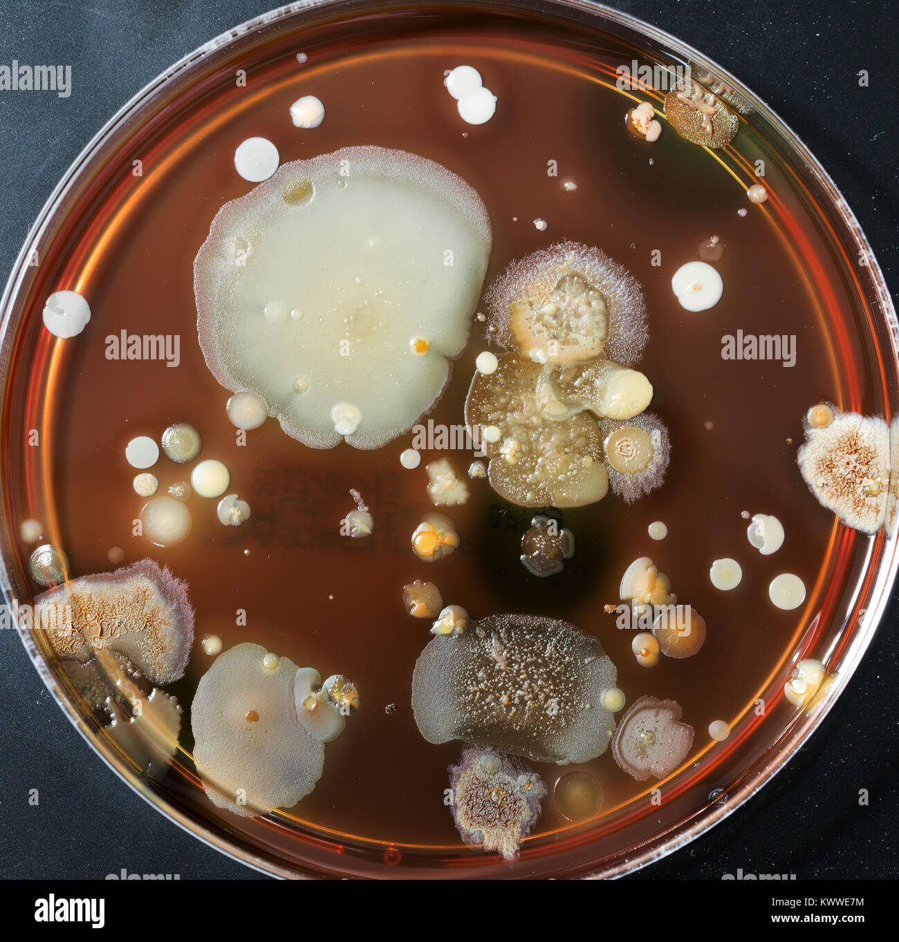 A petri dish with colonies of microorganisms for bacteriological ...