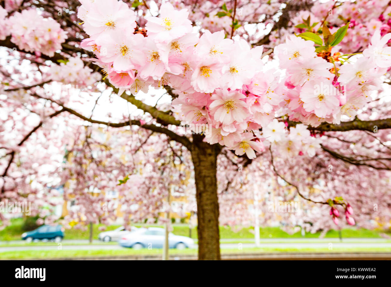 Flowering sakura hi-res stock photography and images - Alamy
