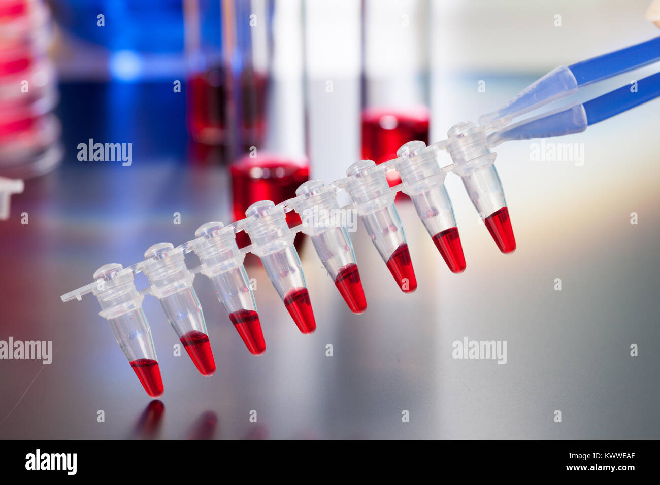 PCR micro tubes strips Stock Photo - Alamy