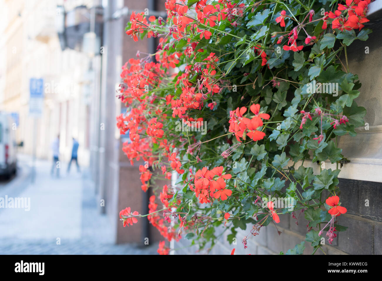 The geranium on the window of the German house Stock Photo - Alamy