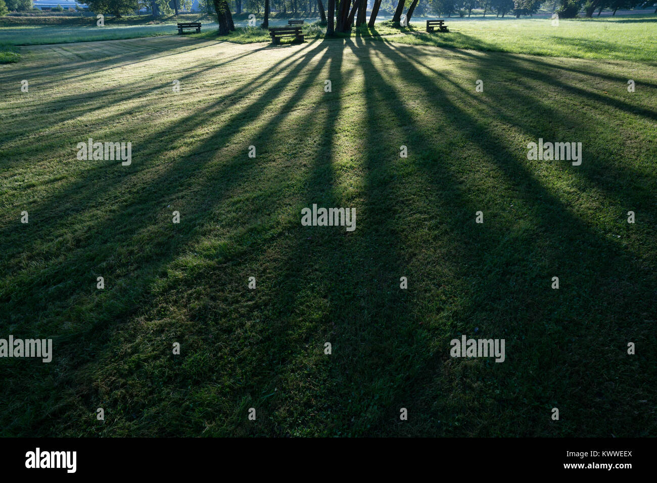 Tree shadow on short green grass Stock Photo - Alamy