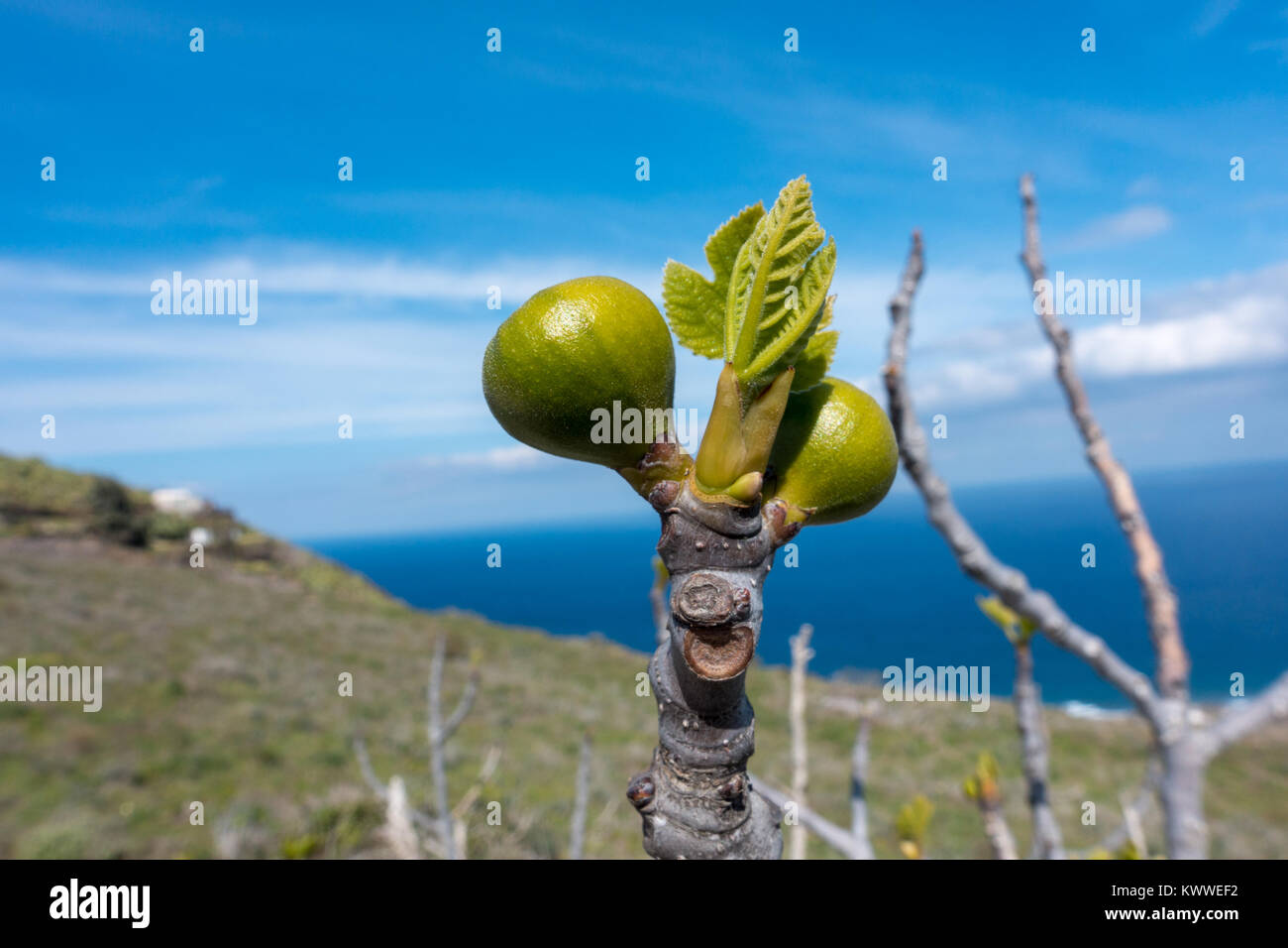 Figs on the branch of a fig tree Stock Photo - Alamy