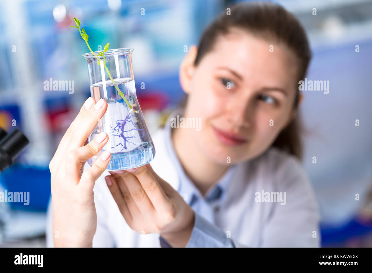 technician in the laboratory of plant genetics investigates the sprout ...