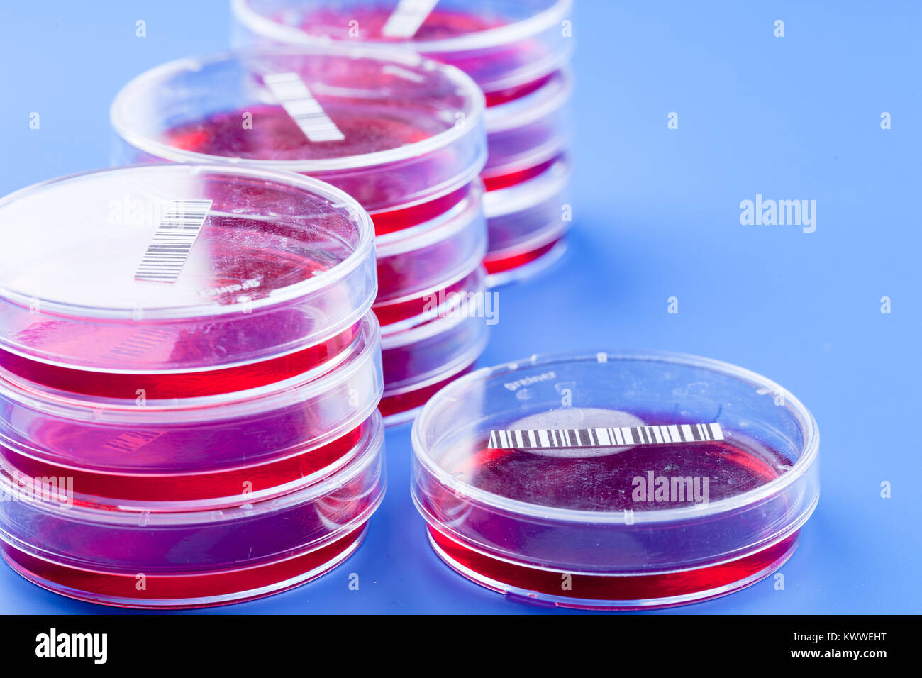 Close up shot petri dish hi-res stock photography and images - Alamy