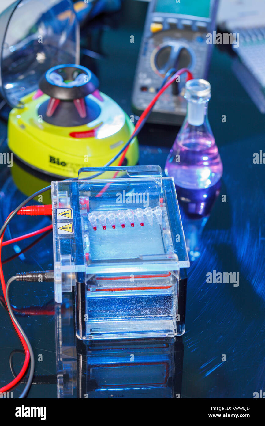 loading amplified DNA samples to agarose gel with multichannel pipette ...