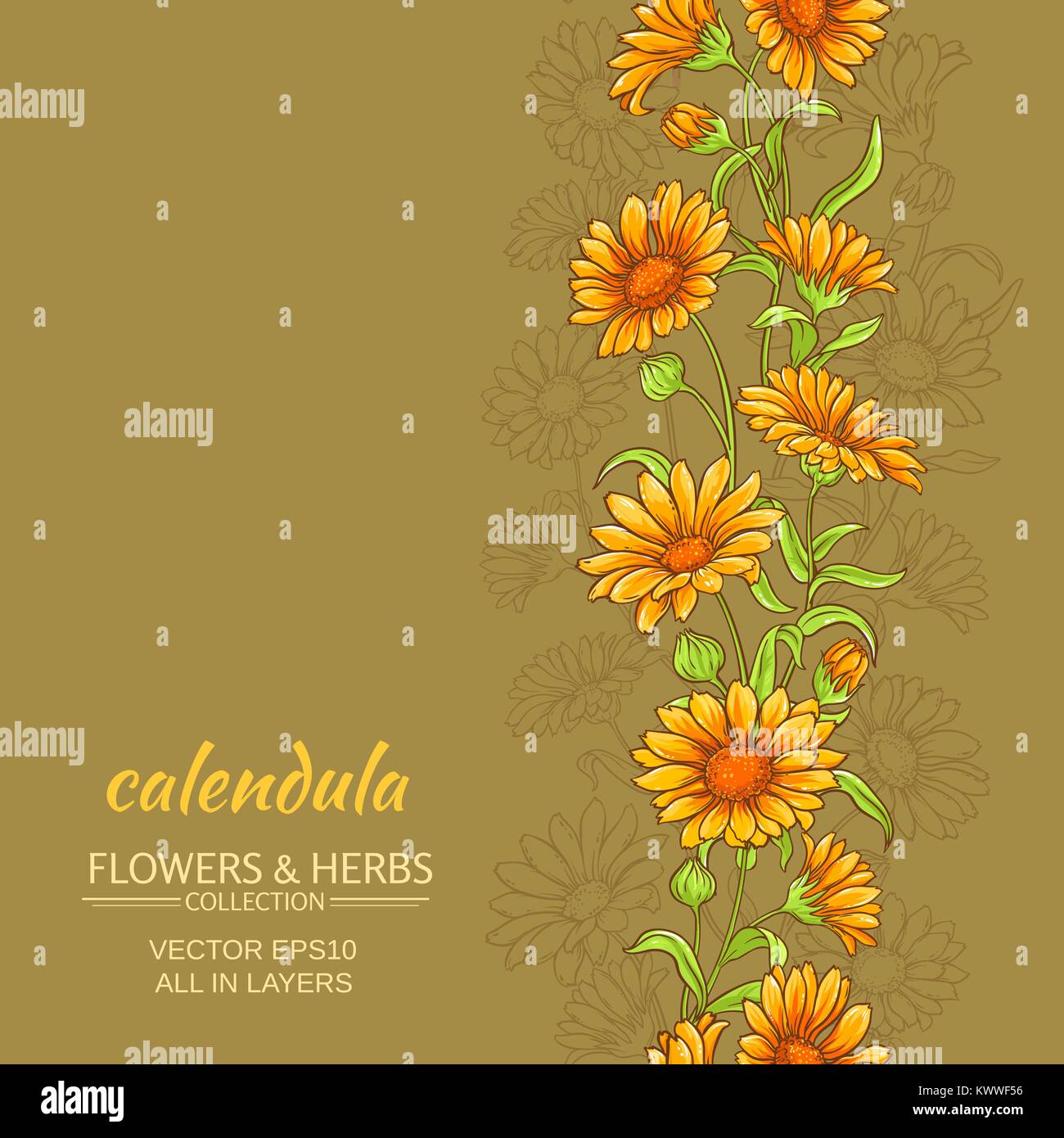 calendula flowers vector pattern on color background Stock Vector Image ...