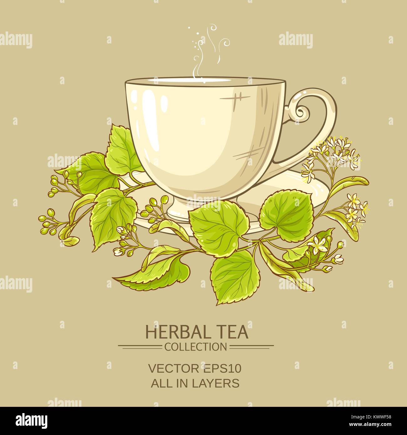 Linden flower on branch Stock Vector Images - Alamy