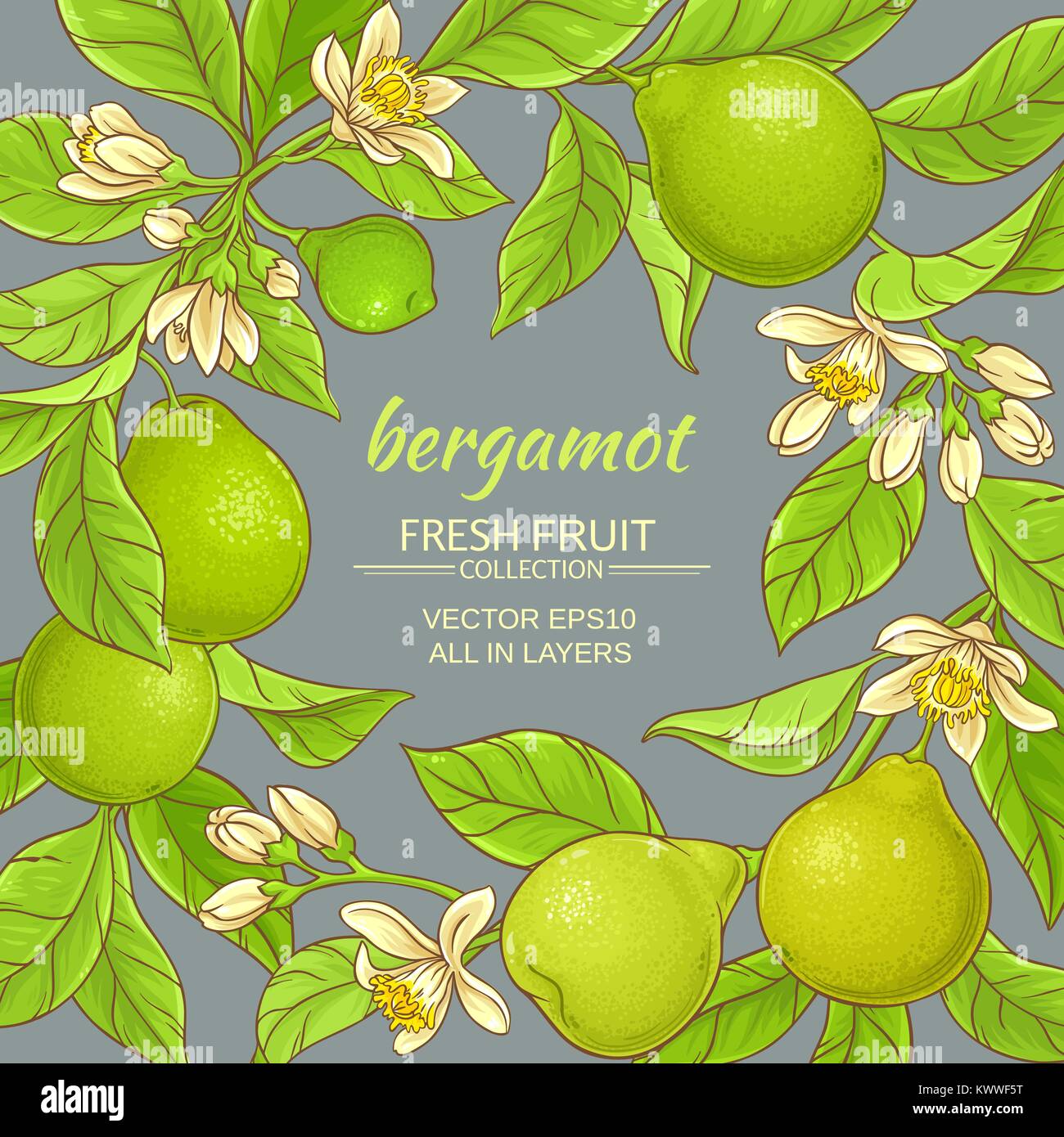 Bergamot branch drawing hi-res stock photography and images - Alamy