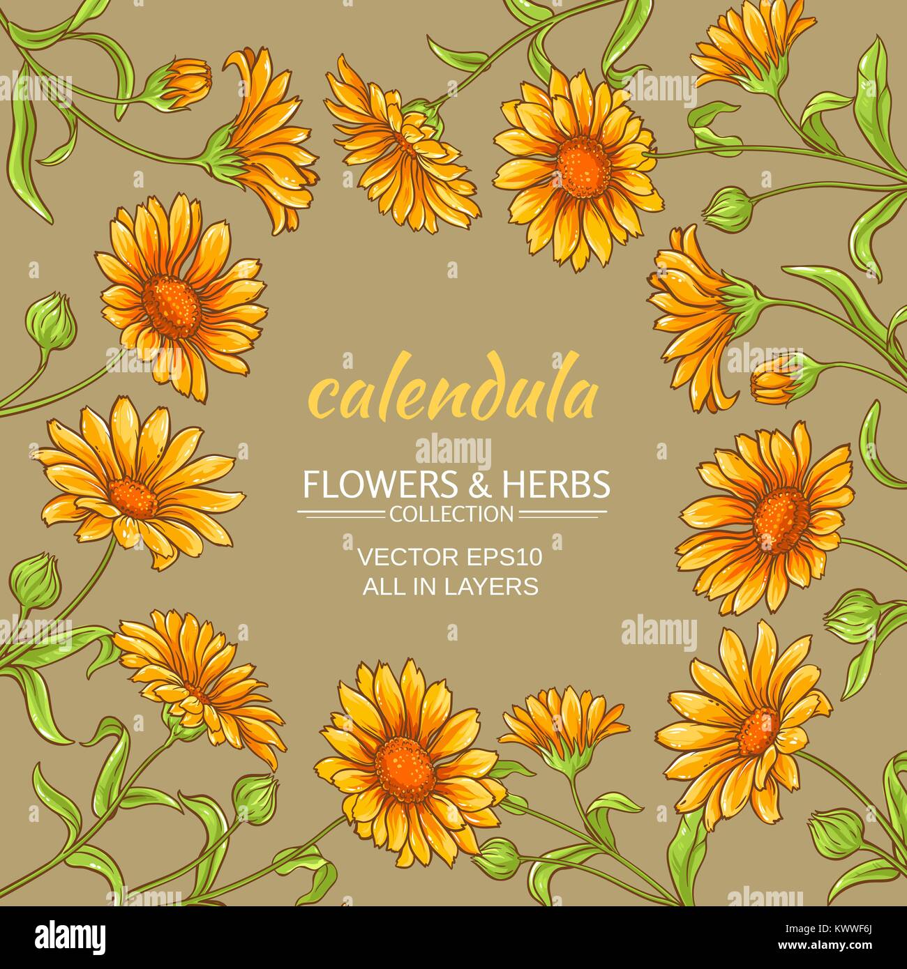 calendula flowers vector frame on color background Stock Vector Image ...