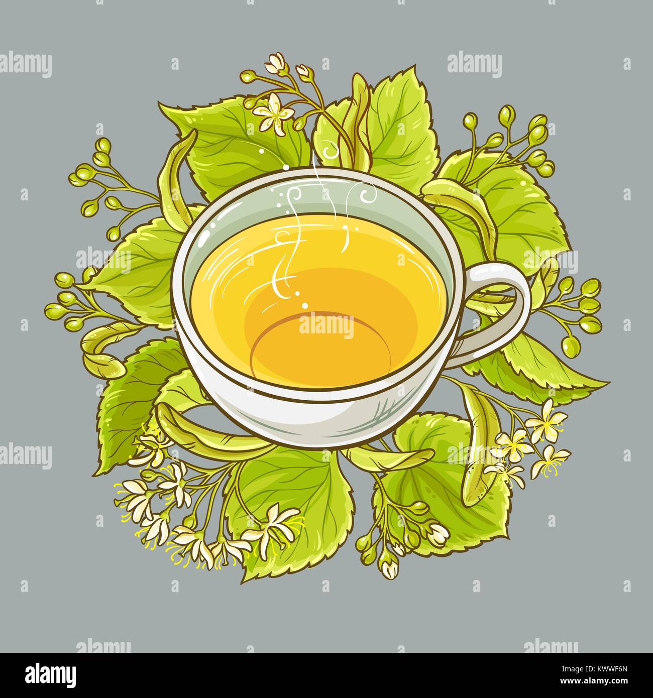 Linden flower on branch Stock Vector Images - Alamy
