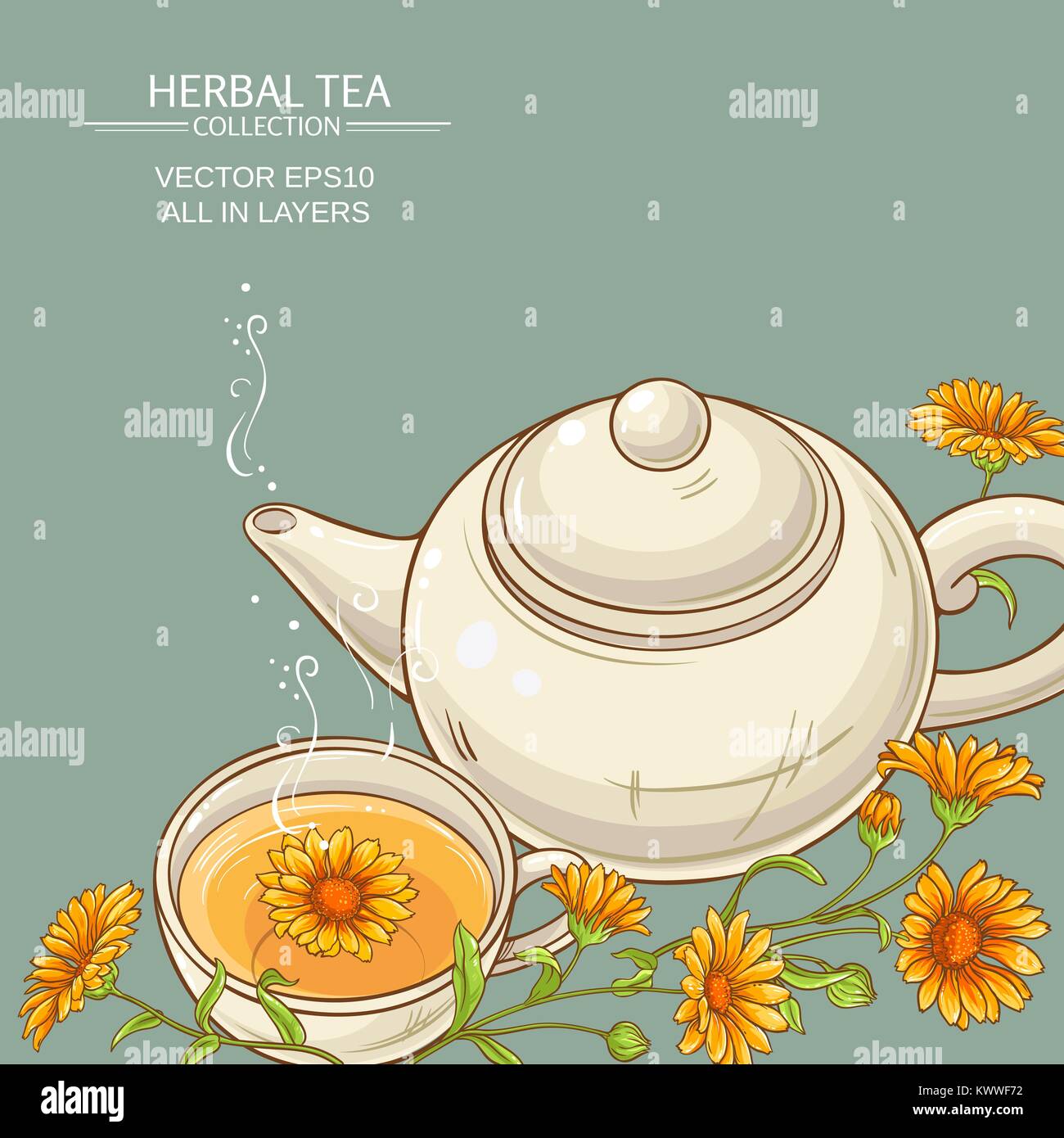 cup of calendula tea and teapot vector background Stock Vector Image & Art - Alamy