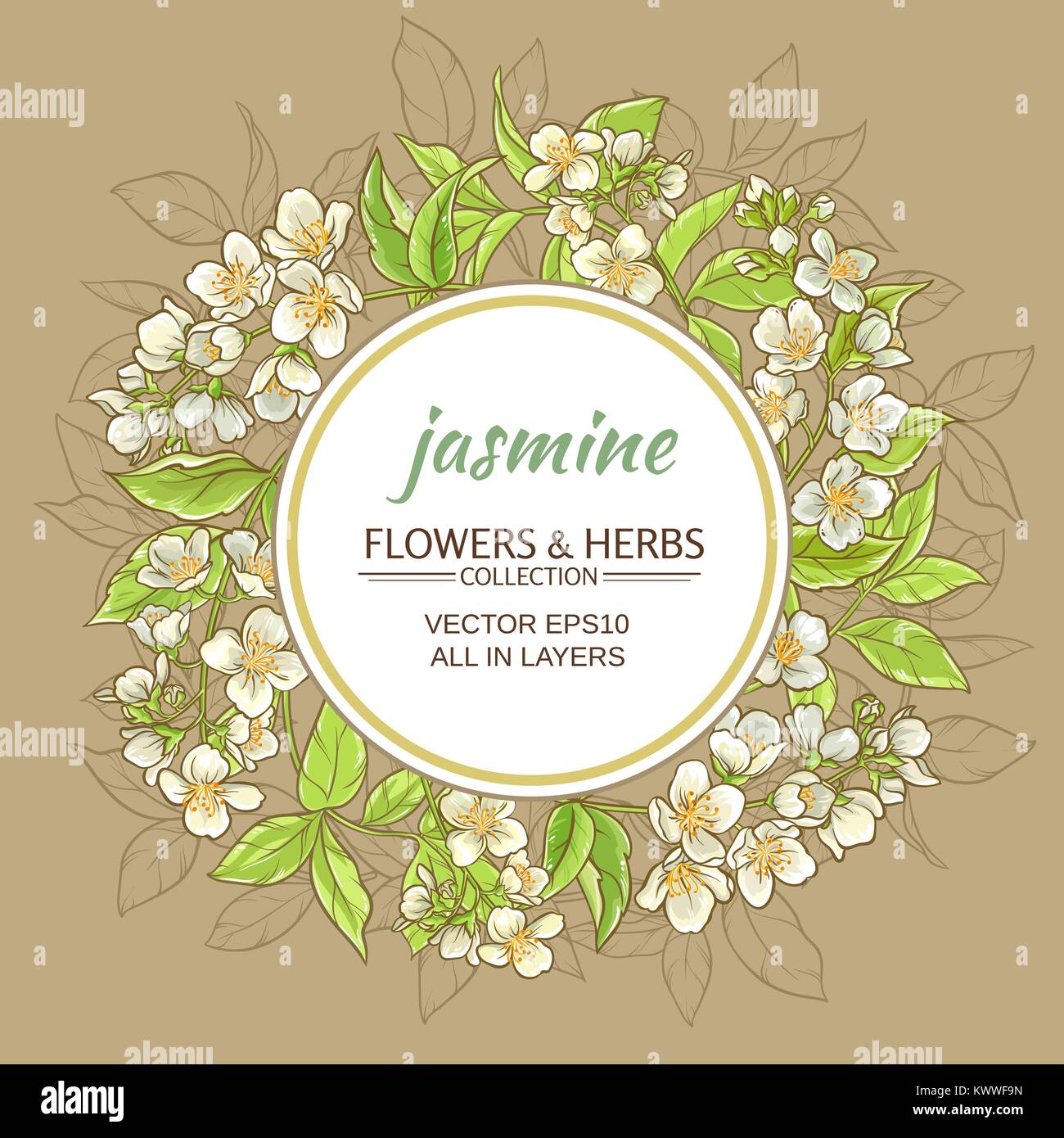 jasmine flowers vector frame on brown background Stock Vector Image ...