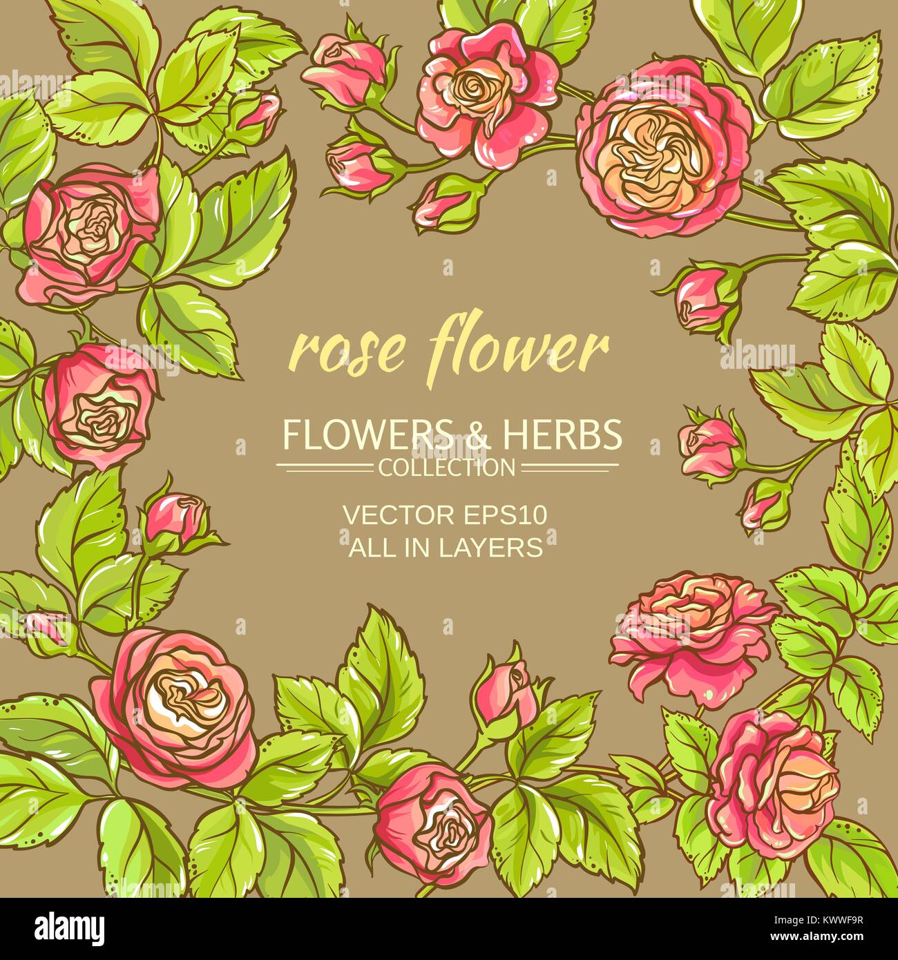 rose flowers vector frame on color background Stock Vector Image & Art ...