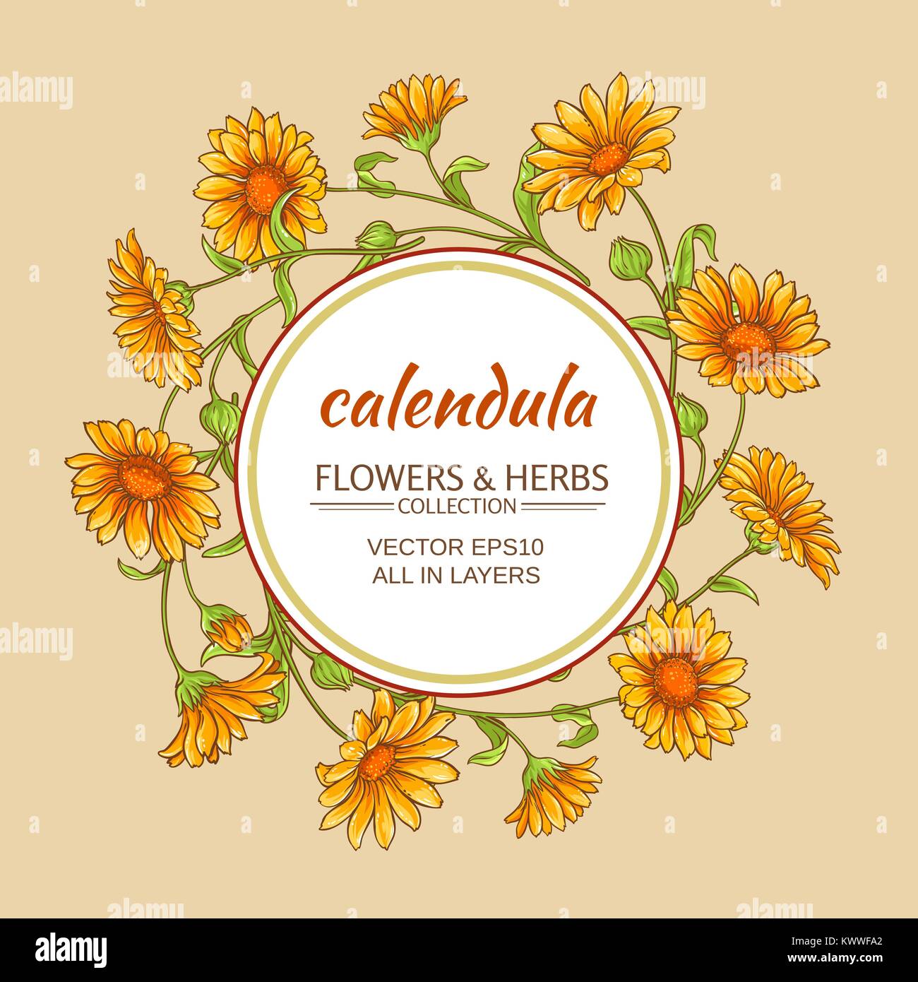 calendula flowers vector frame on color background Stock Vector Image ...