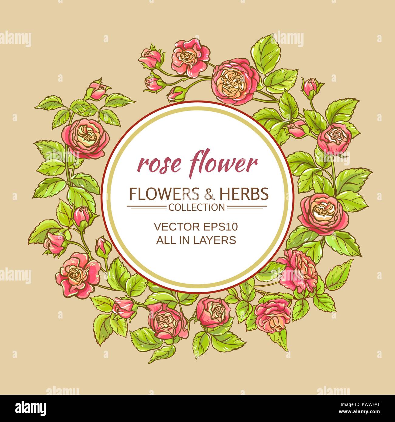 rose flowers vector frame on color background Stock Vector Image & Art ...