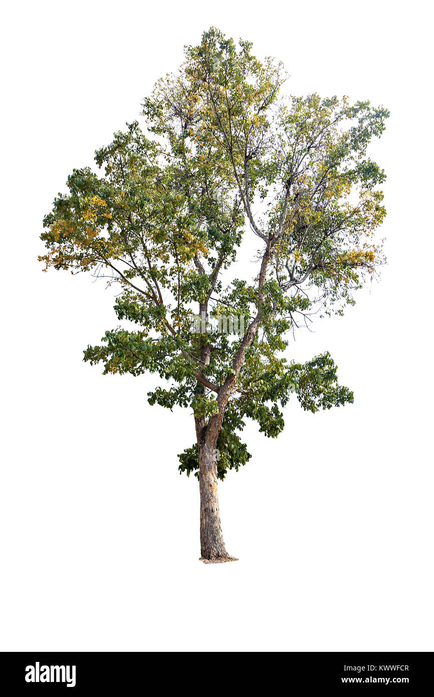 A big tree isolated on white background Stock Photo - Alamy