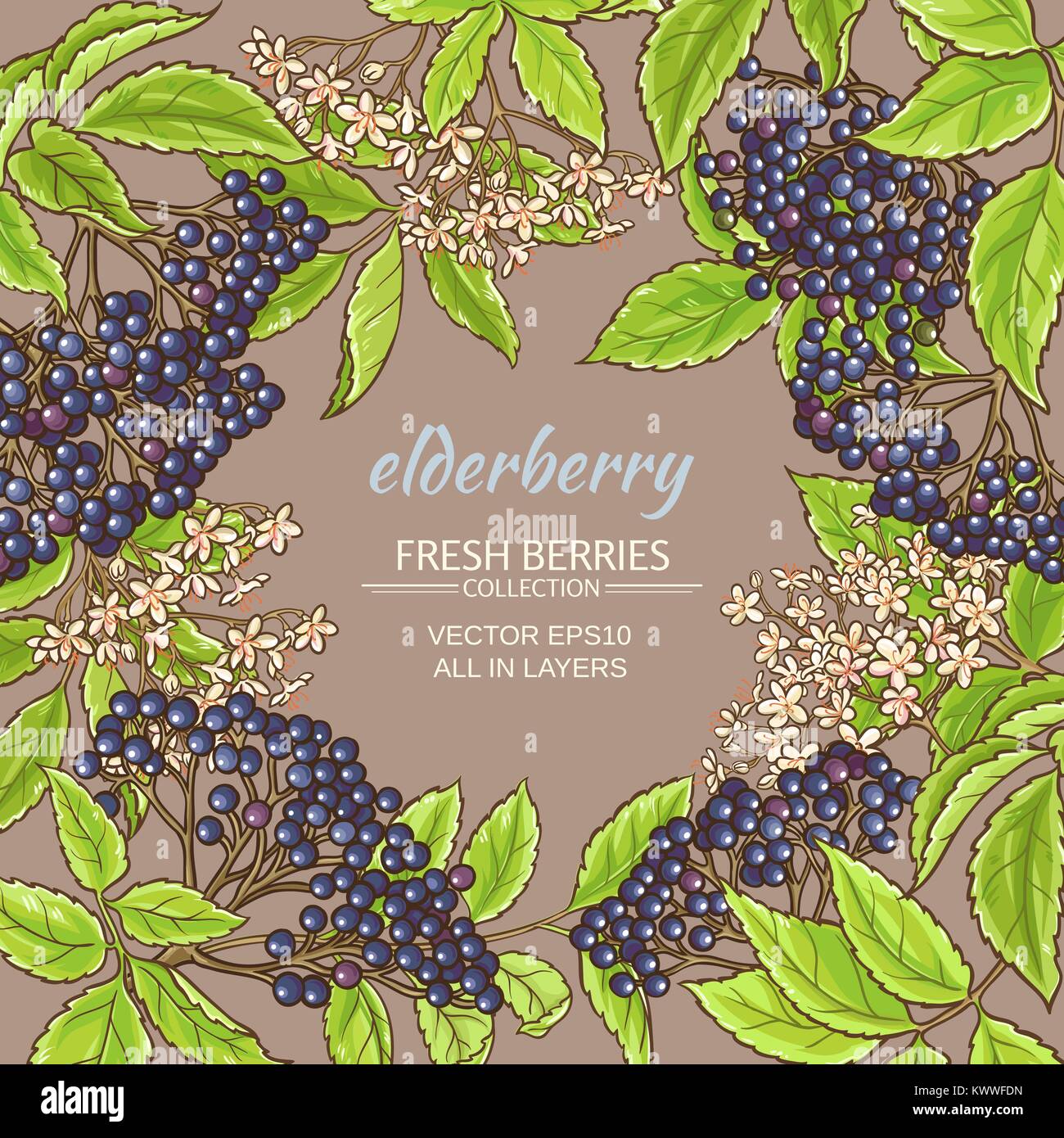 elderberry branches vector frame on color background Stock Vector Image ...
