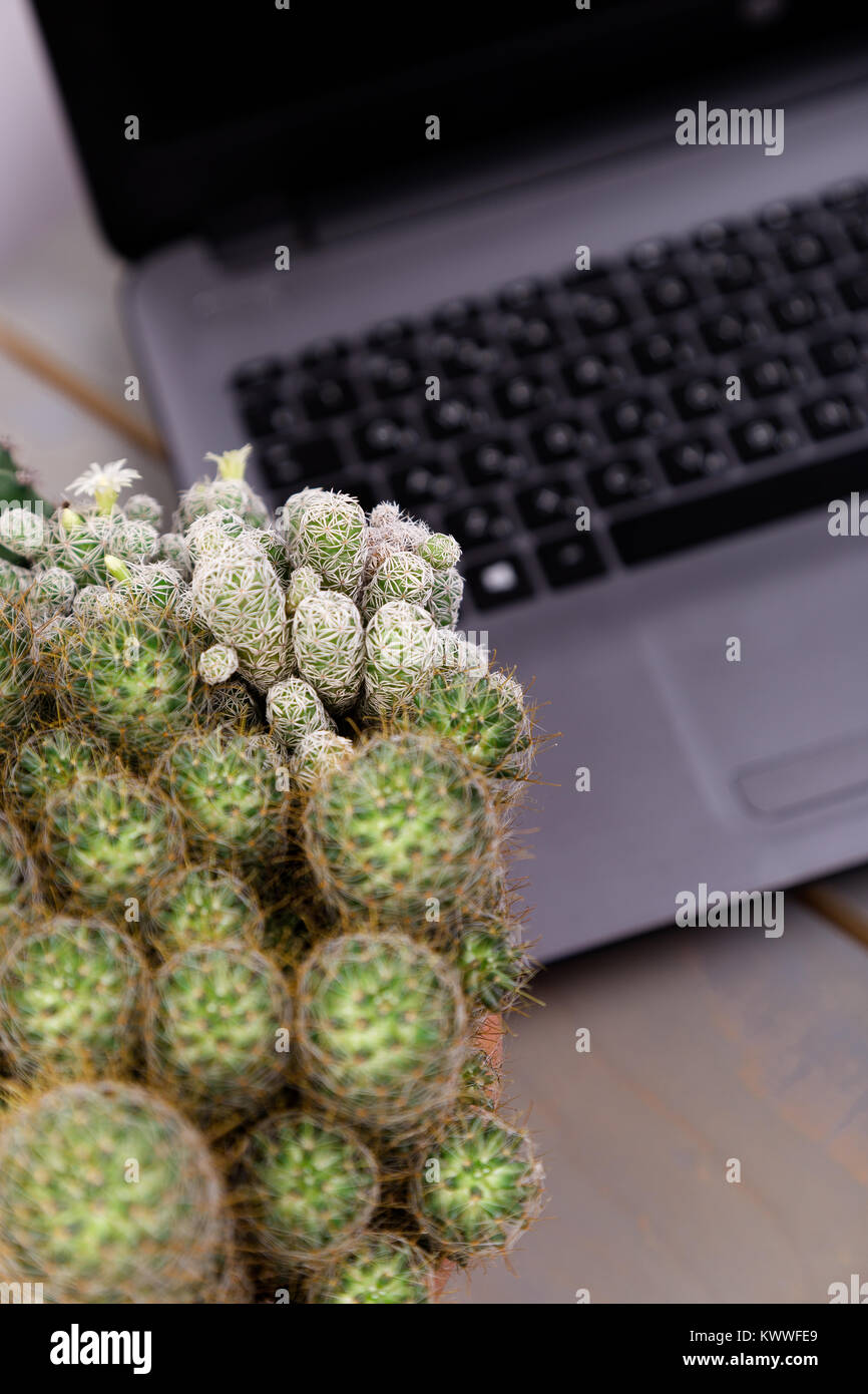 Cactus and laptop computer on wooden background, Love the earth concept ...