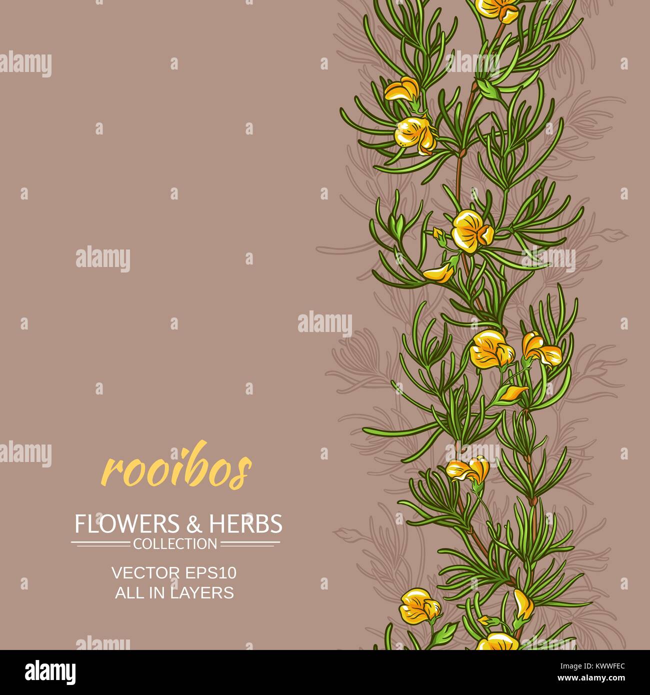 rooibos plant vector pattern on color background Stock Vector Image ...