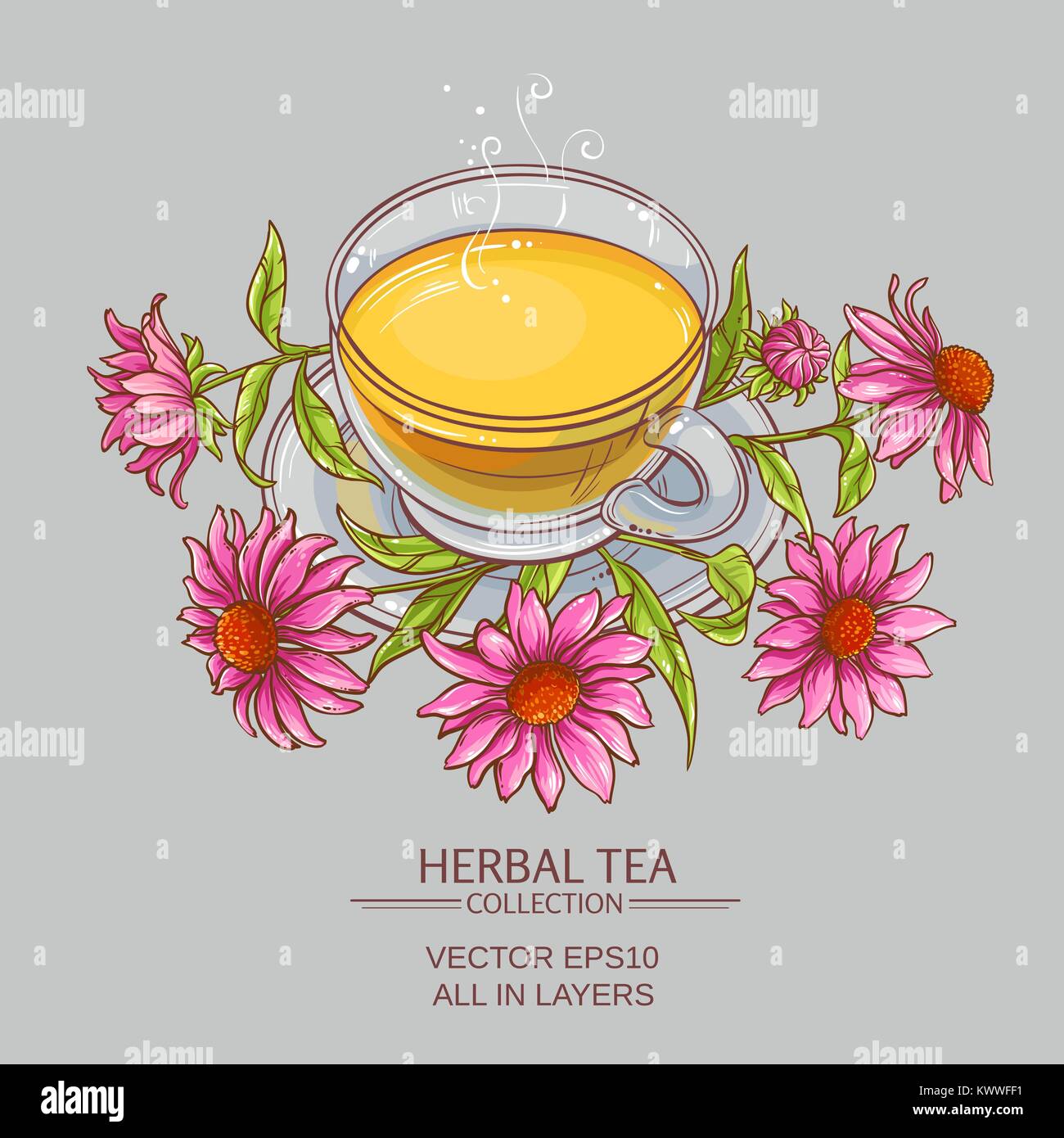 Echinacea echinacea purpurea Stock Vector Images - Alamy