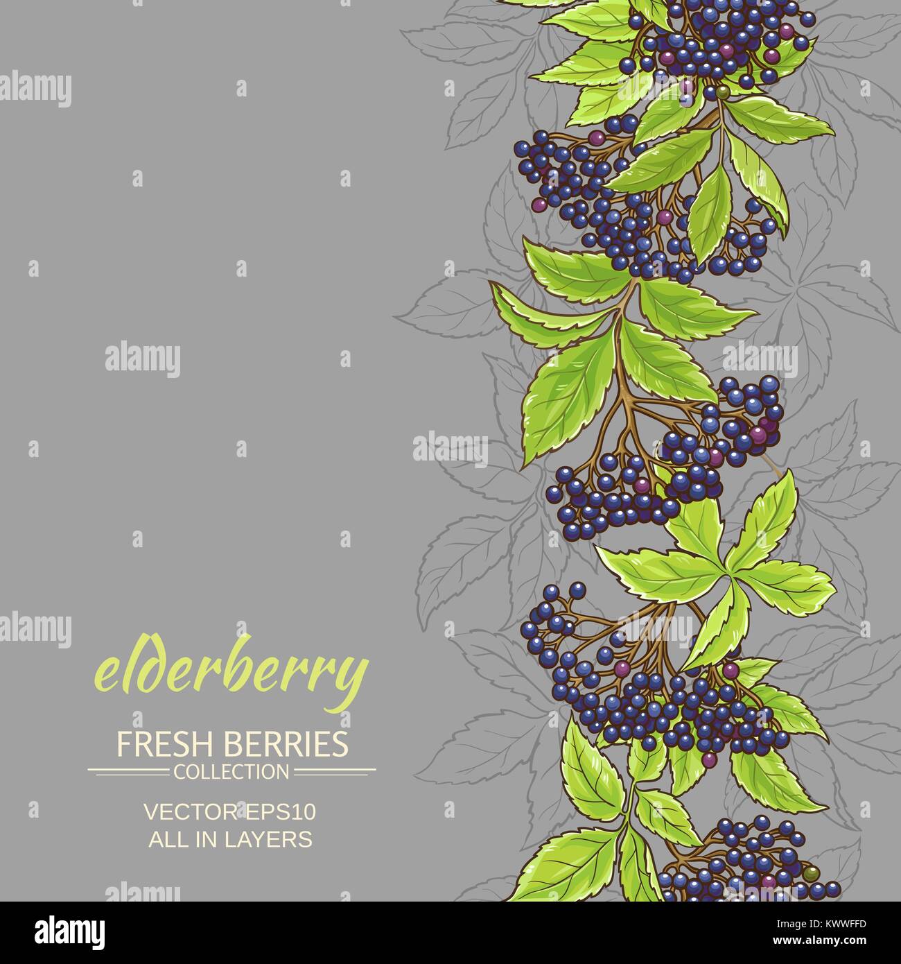 elderberry branches vector pattern on color background Stock Vector ...