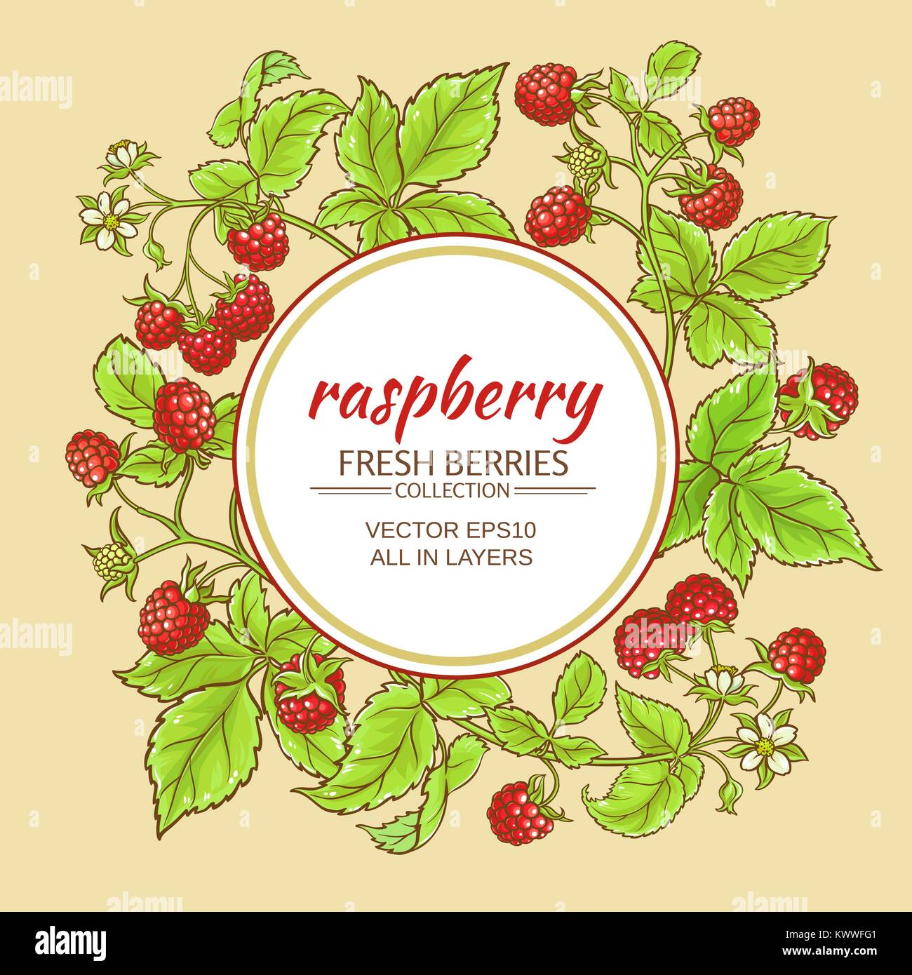 raspberry branches vector frame on color background Stock Vector Image ...