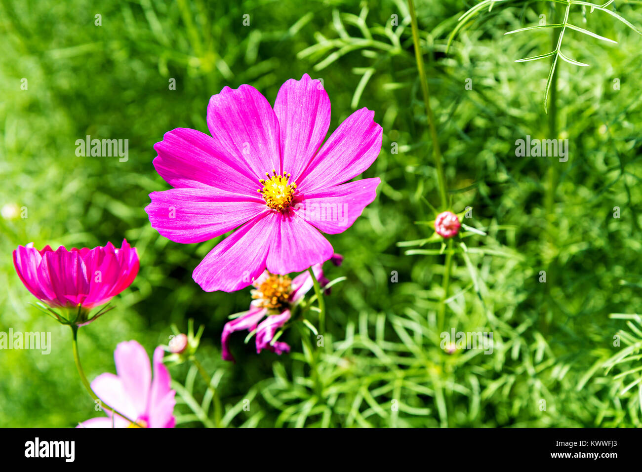 Cosmos flowers in the garden Stock Photo - Alamy