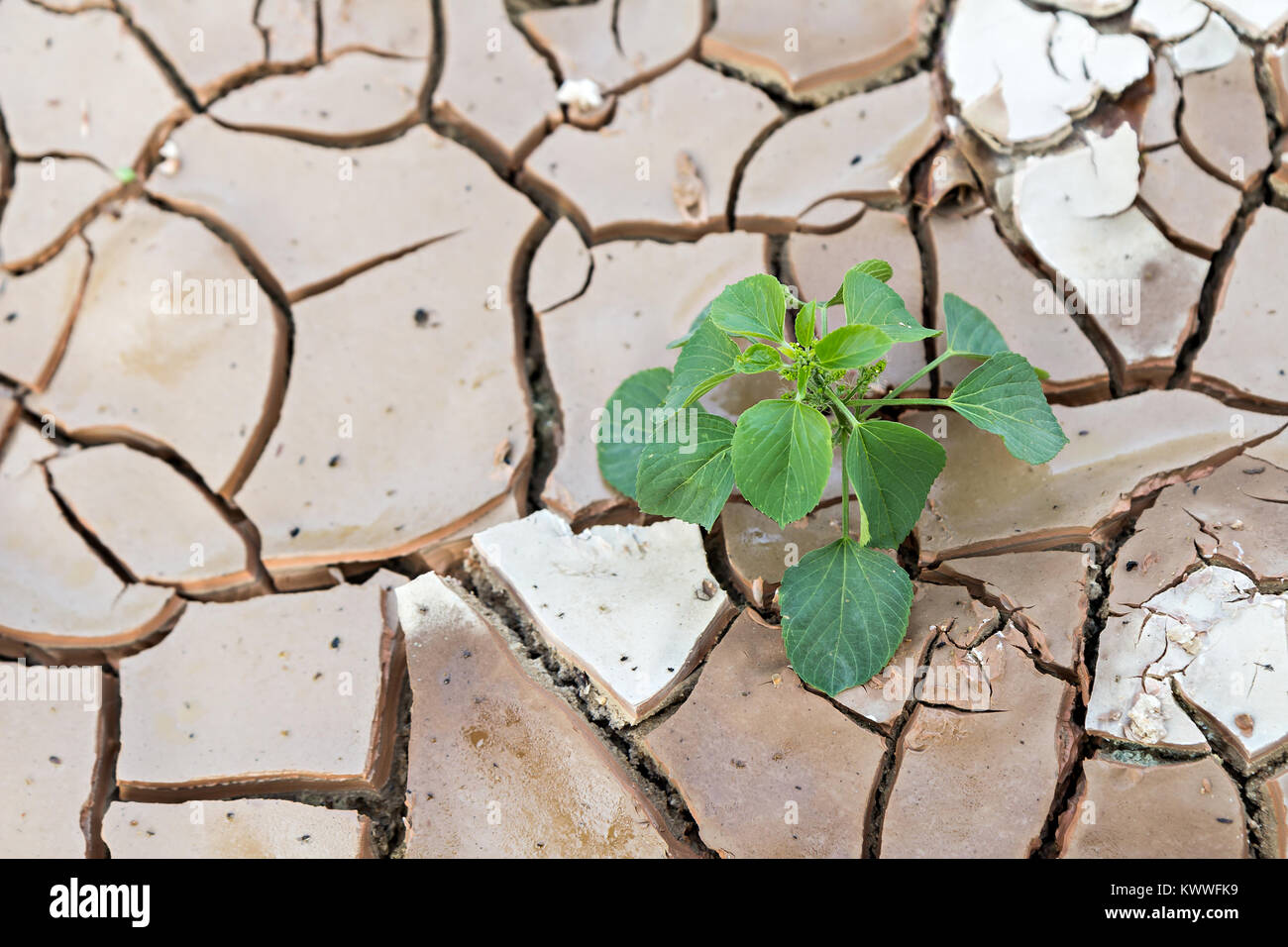 Seedlings sprout growing on land with dry and cracked ground Stock ...