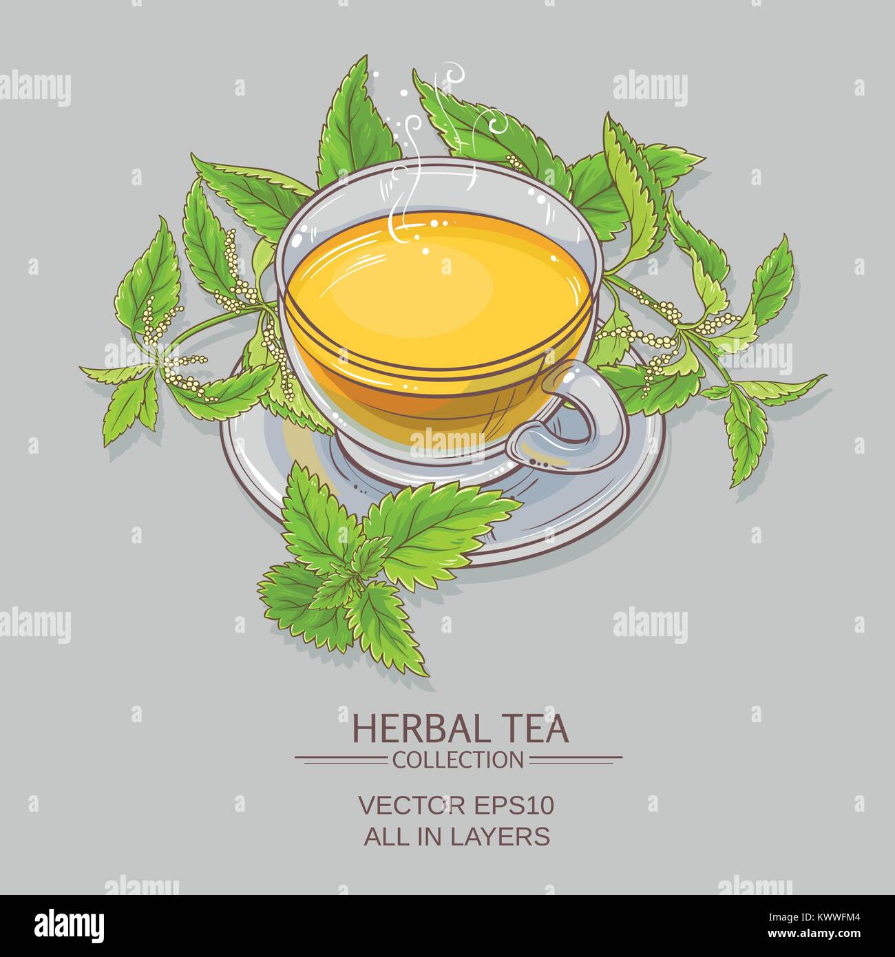 Nettle tea drink Stock Vector Images - Alamy
