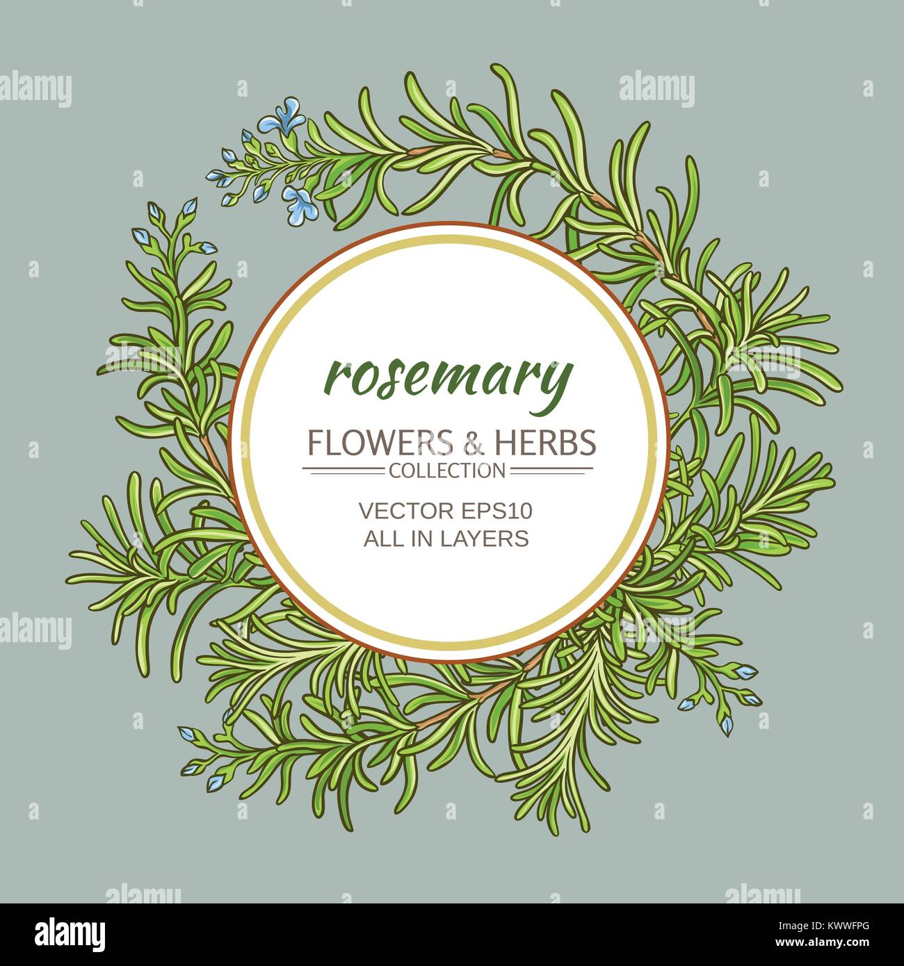 rosemary branches vector frame on color background Stock Vector Image ...