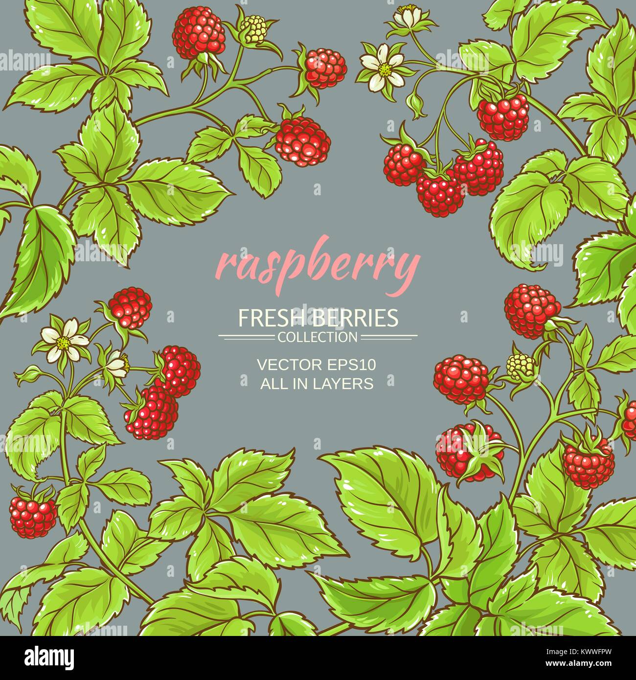 raspberry branches vector frame on color background Stock Vector Image ...