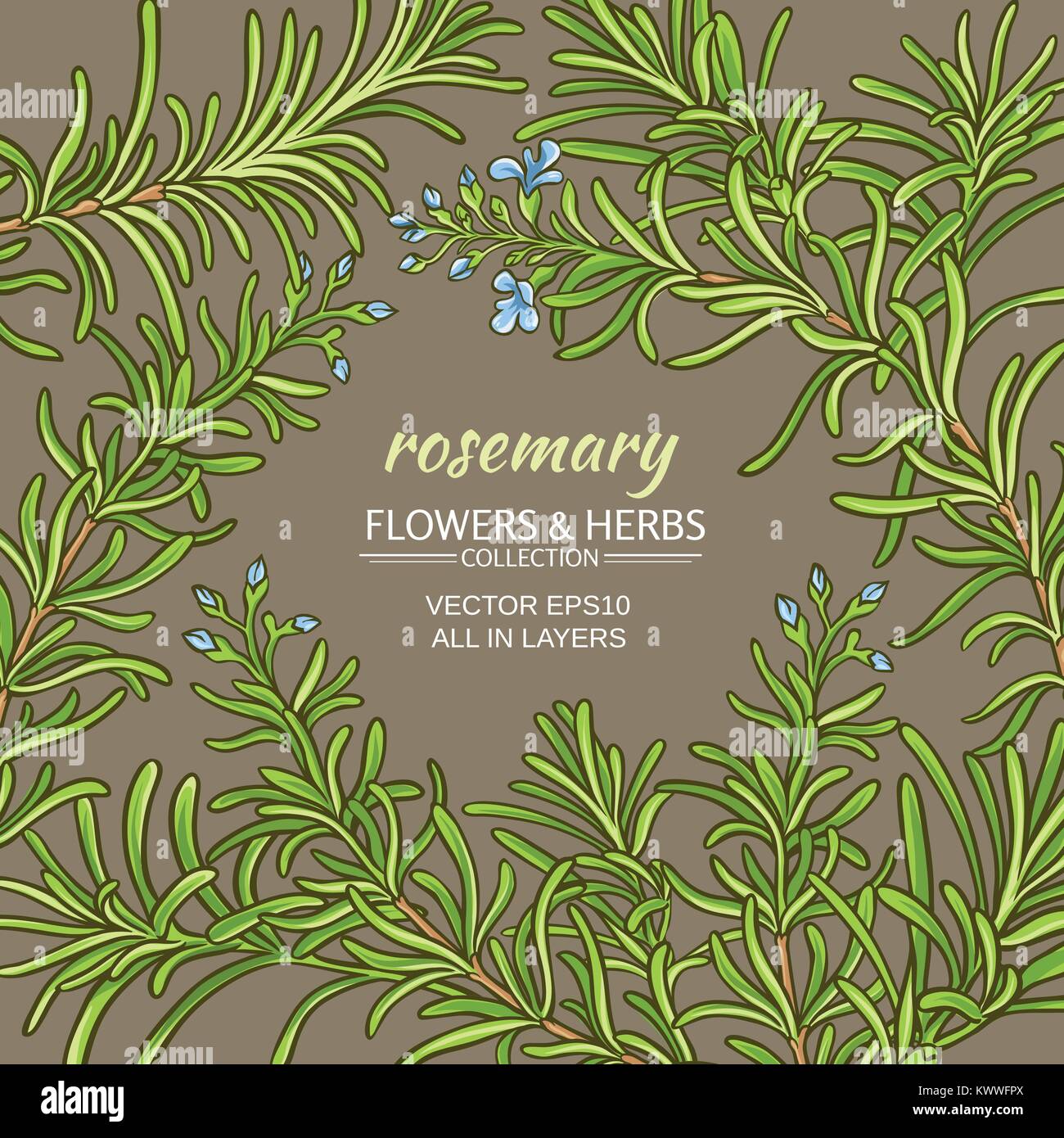 rosemary branches vector frame on color background Stock Vector Image ...