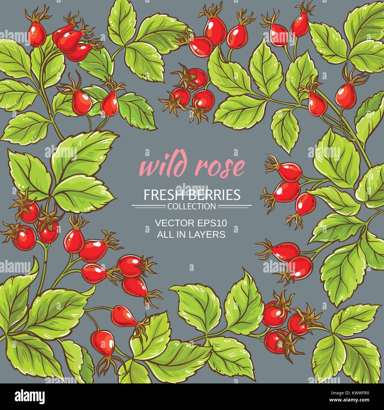 wild rose vector frame on color background Stock Vector Image & Art - Alamy