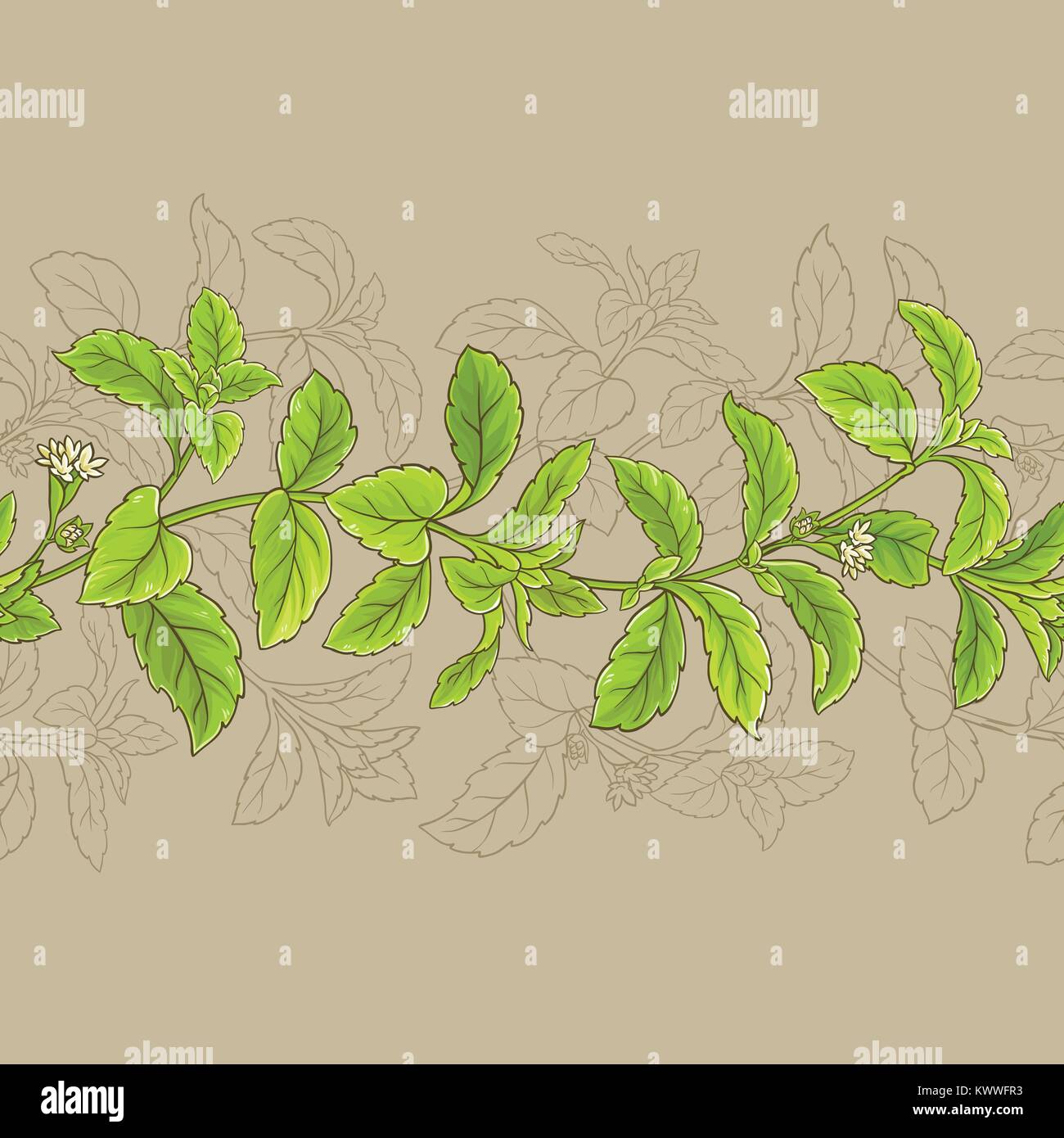 stevia vector horizontal pattern on color background Stock Vector Image ...