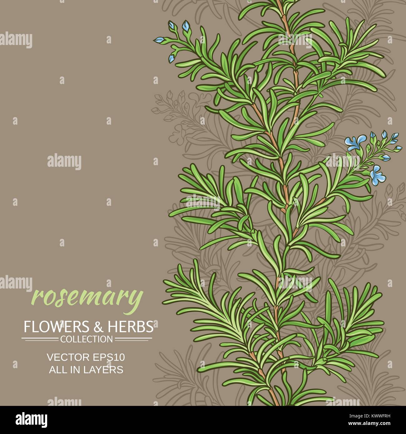 rosemary vertical vector pattern on color background Stock Vector Image ...