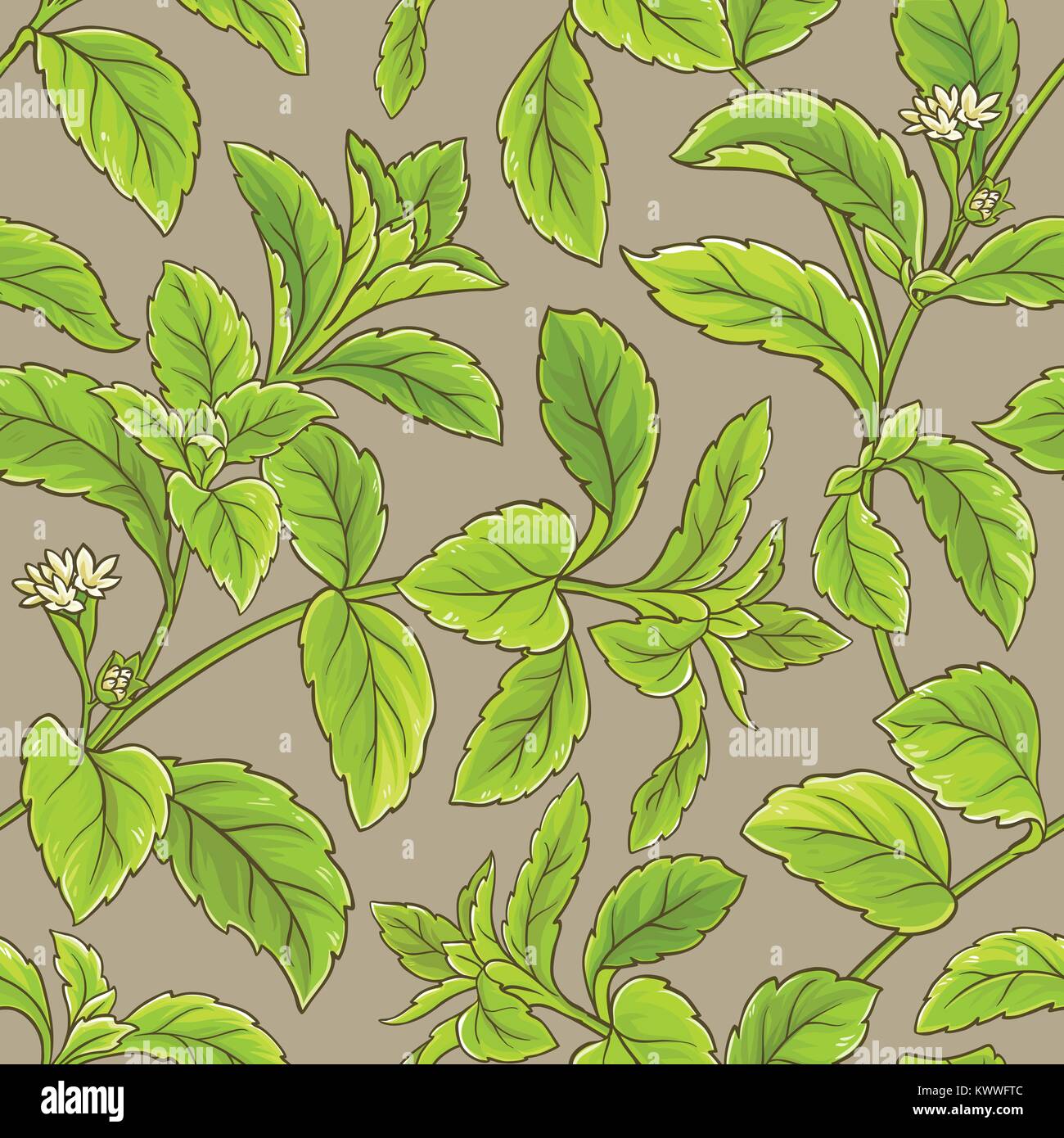 stevia vector seamless pattern on color background Stock Vector Image & Art - Alamy