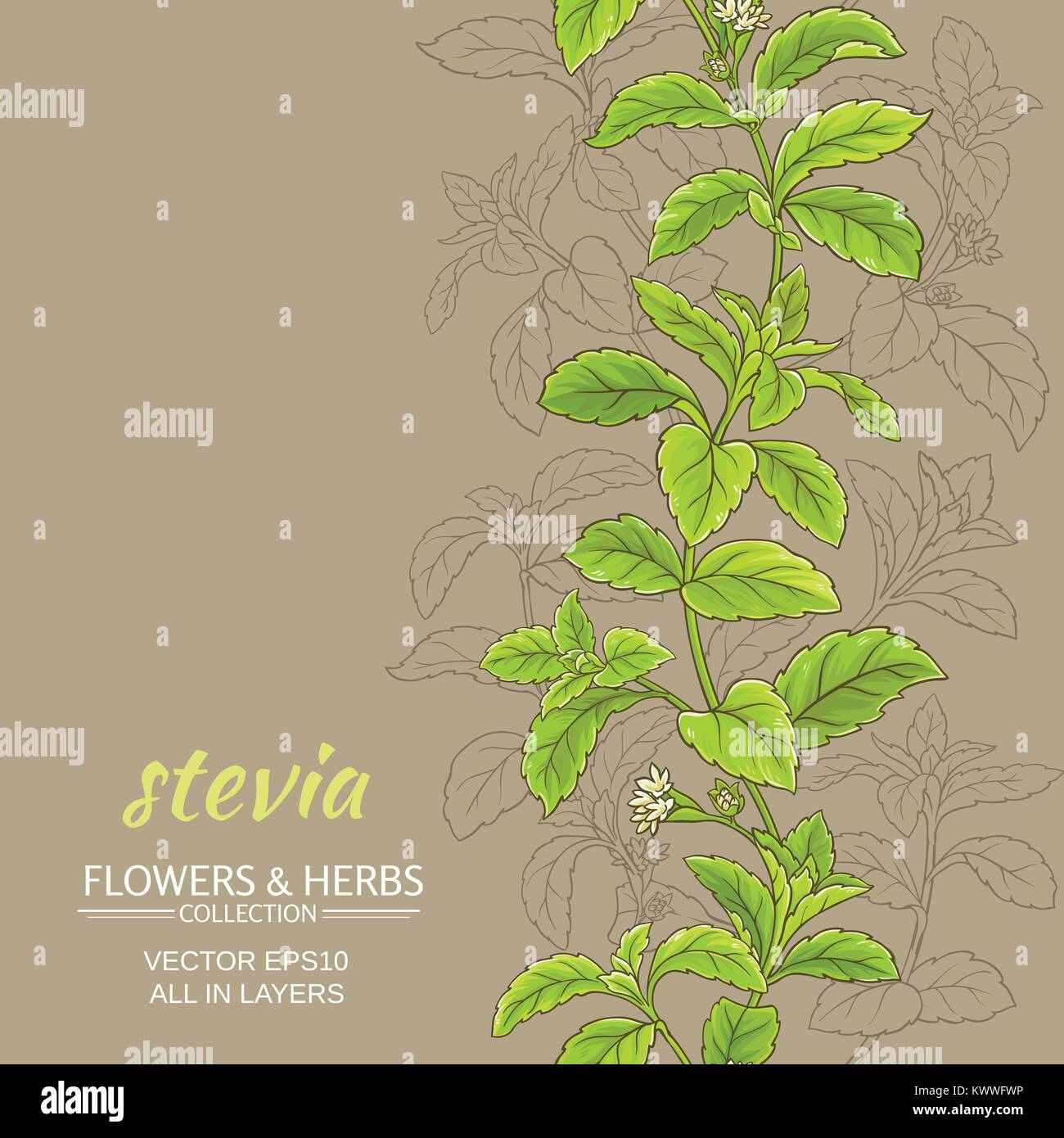 stevia leaves vector pattern on color background Stock Vector Image & Art - Alamy
