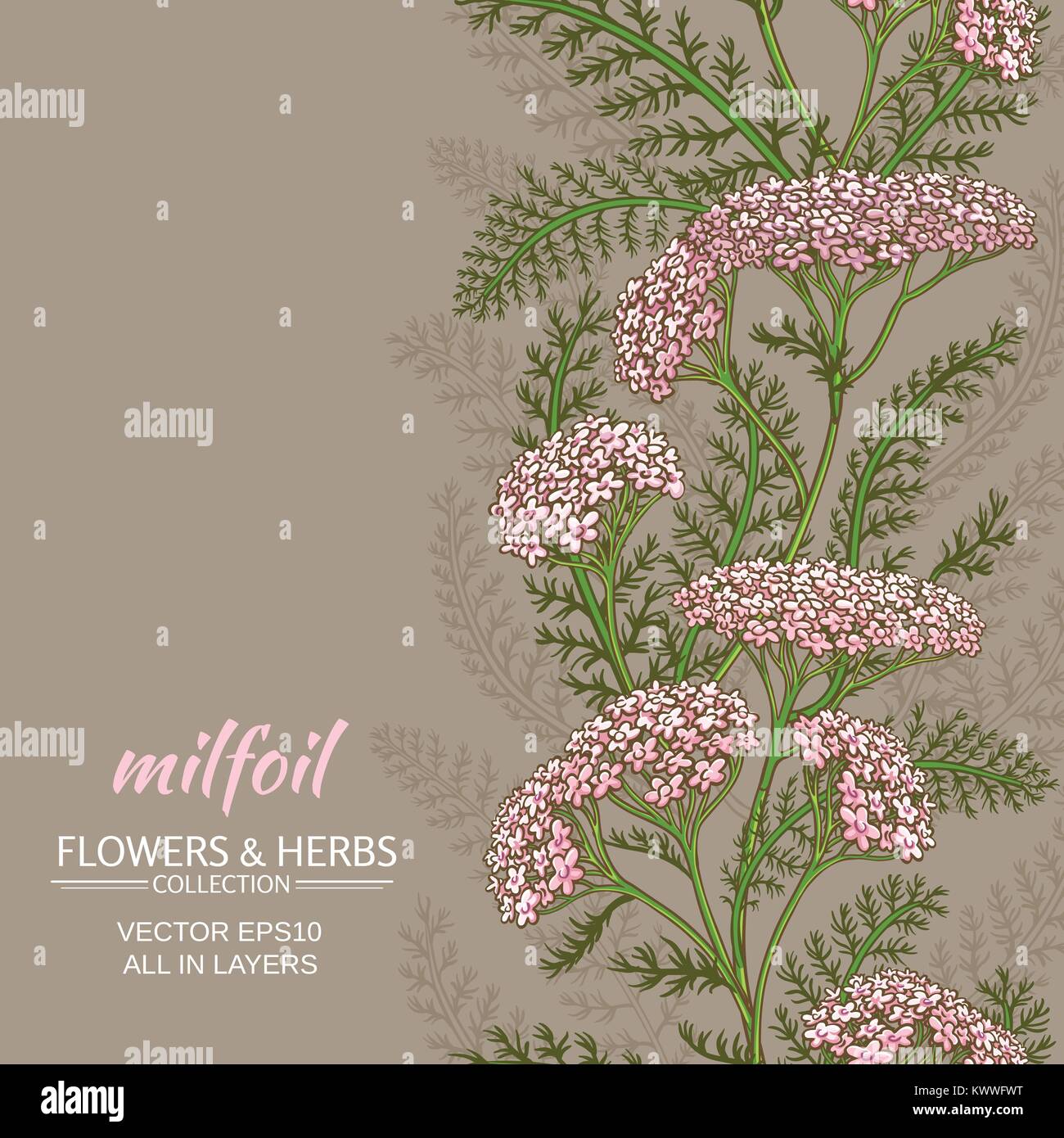 yarrow flowers vector pattern on color backgrond Stock Vector Image ...