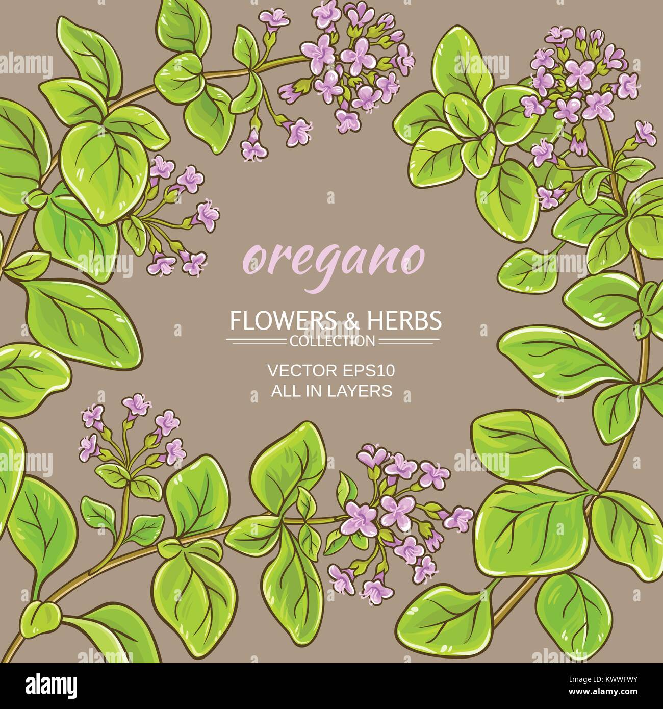 oregano branches vector frame on color background Stock Vector Image ...